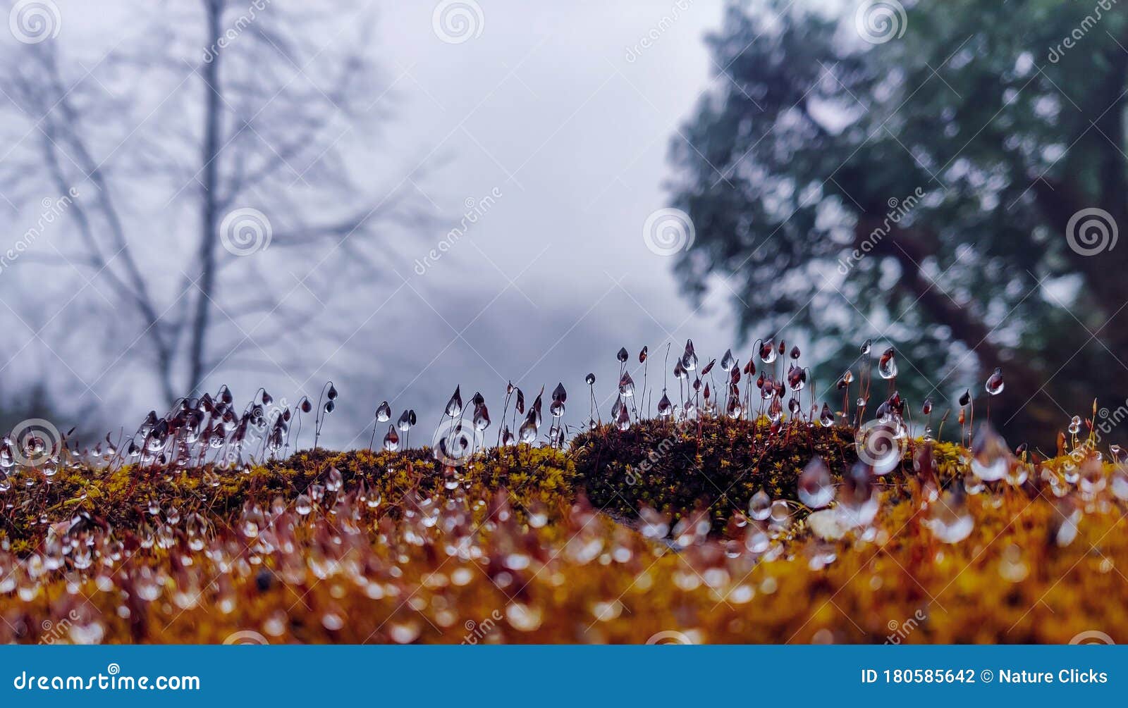 Beautiful Dew Drops and Colorful Surroundings. Stock Photo - Image of ...