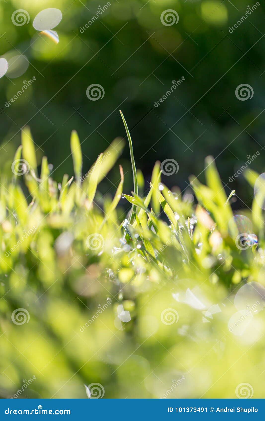 Beautiful dew on the grass stock image. Image of drop - 101373491