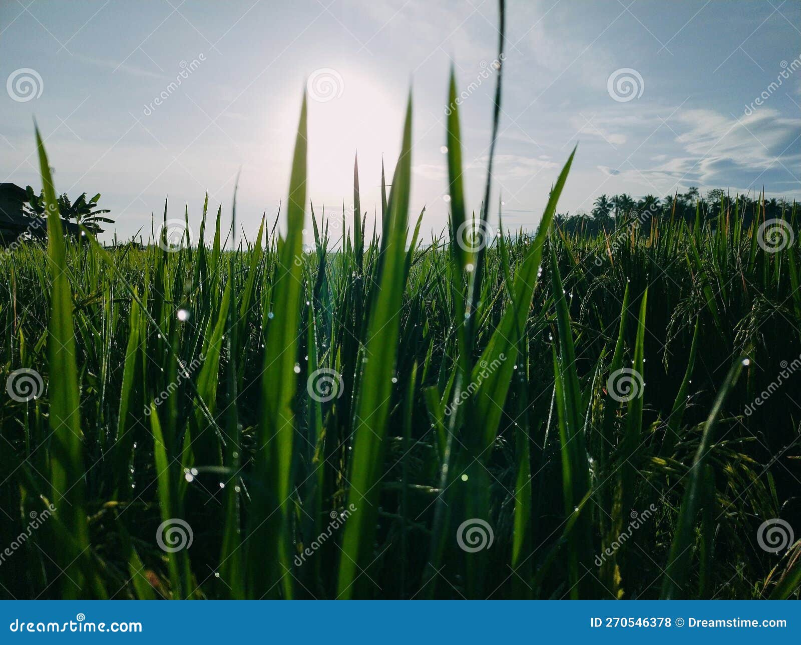 Morning dew stock photo. Image of field, flower, meadow - 270546378