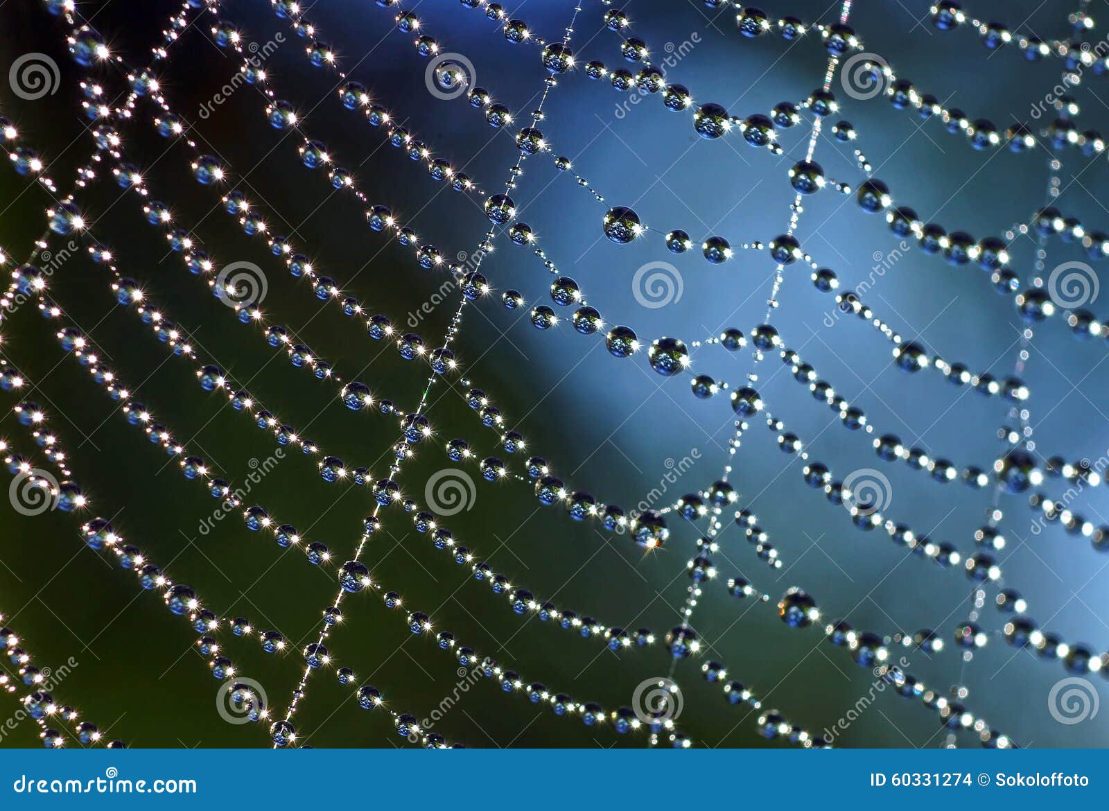 Beautiful Dewdrops on a Spider Line Stock Photo - Image of focus ...