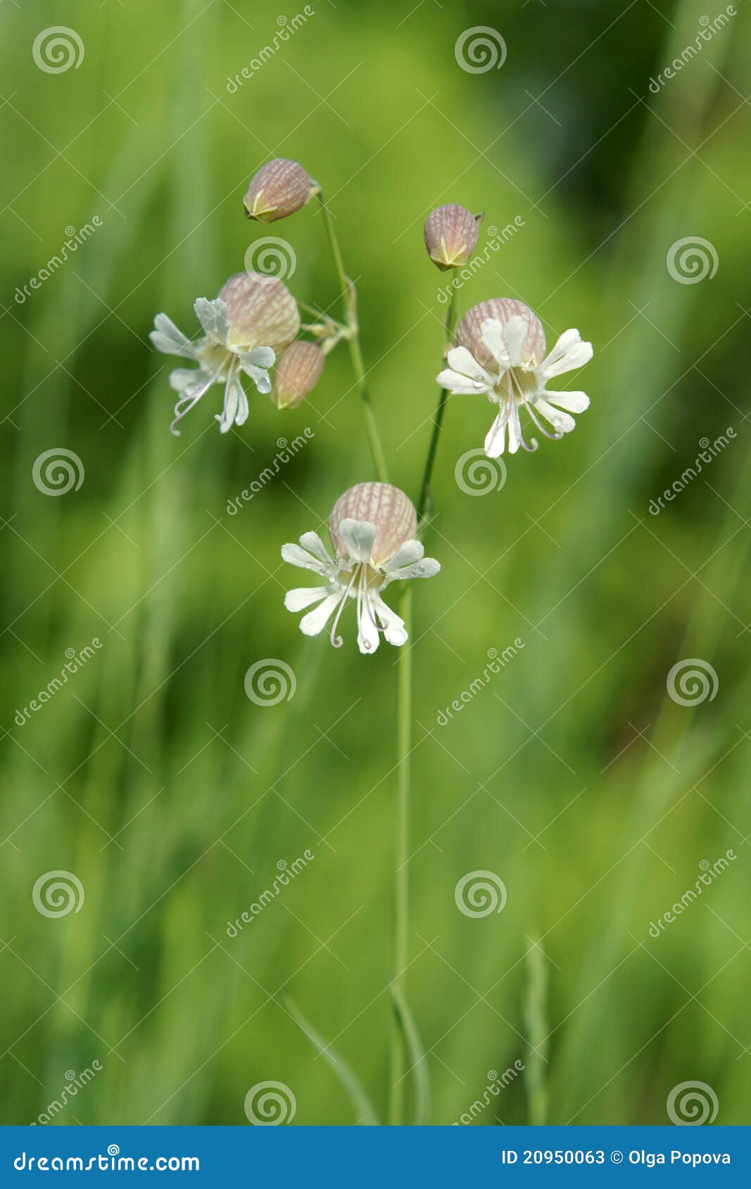 Bladder Campion, Silene Vulgaris, Edible Plant Royalty-Free Stock ...