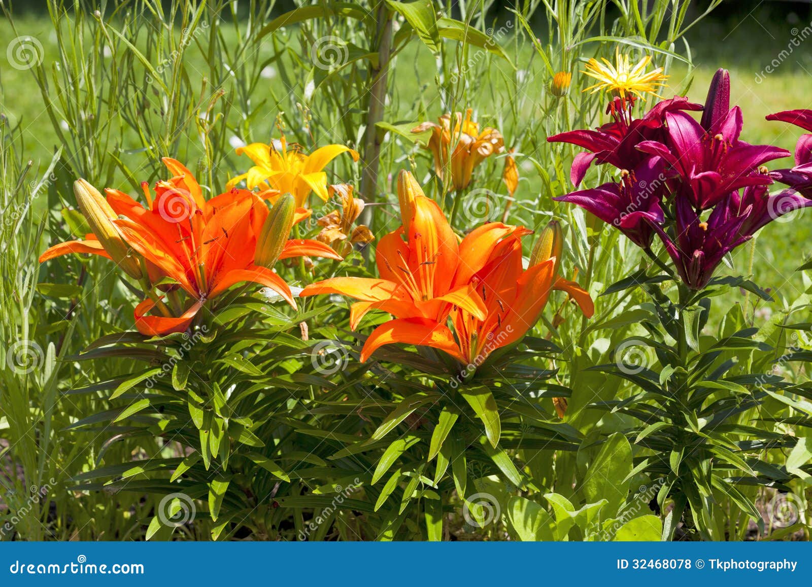 Beautiful Different Colored Lilies in the Garden Stock Photo - Image of ...