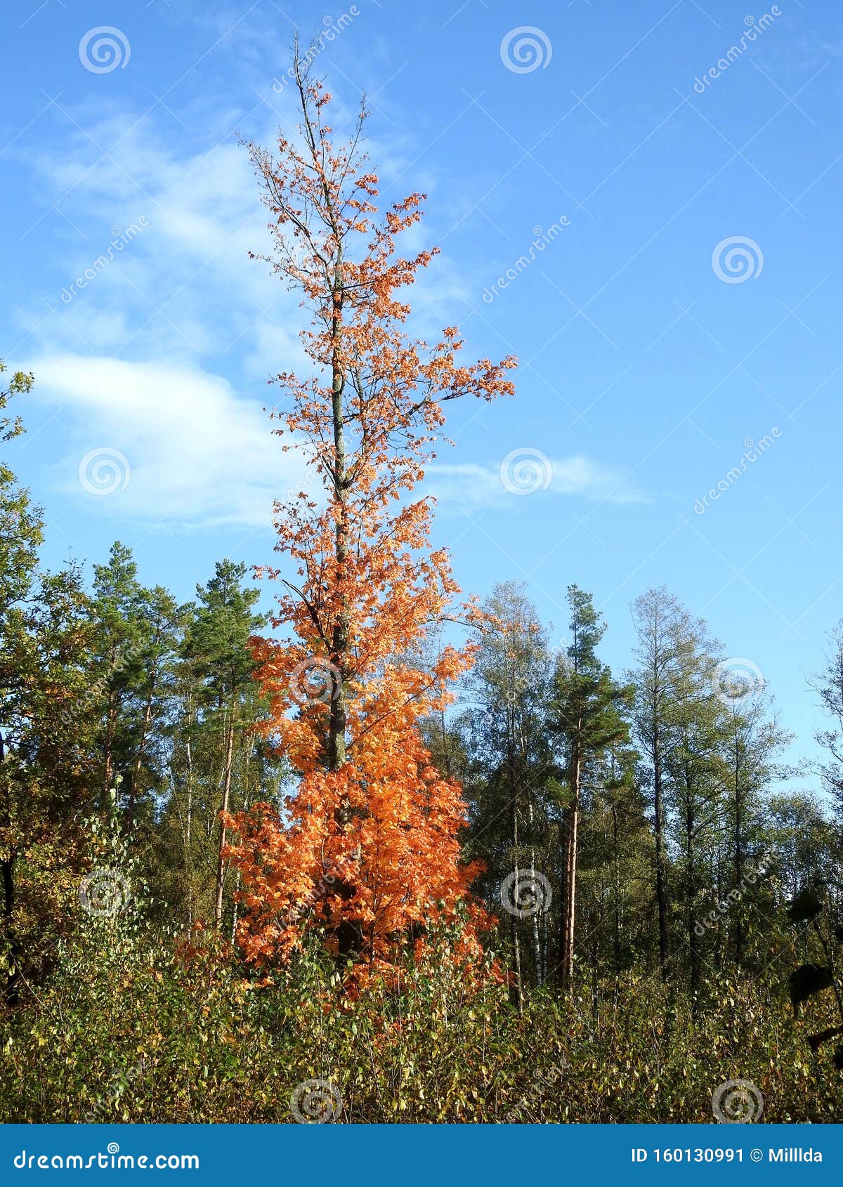 Beautiful Different Colors Trees in Autumn, Lithuania Stock Image ...