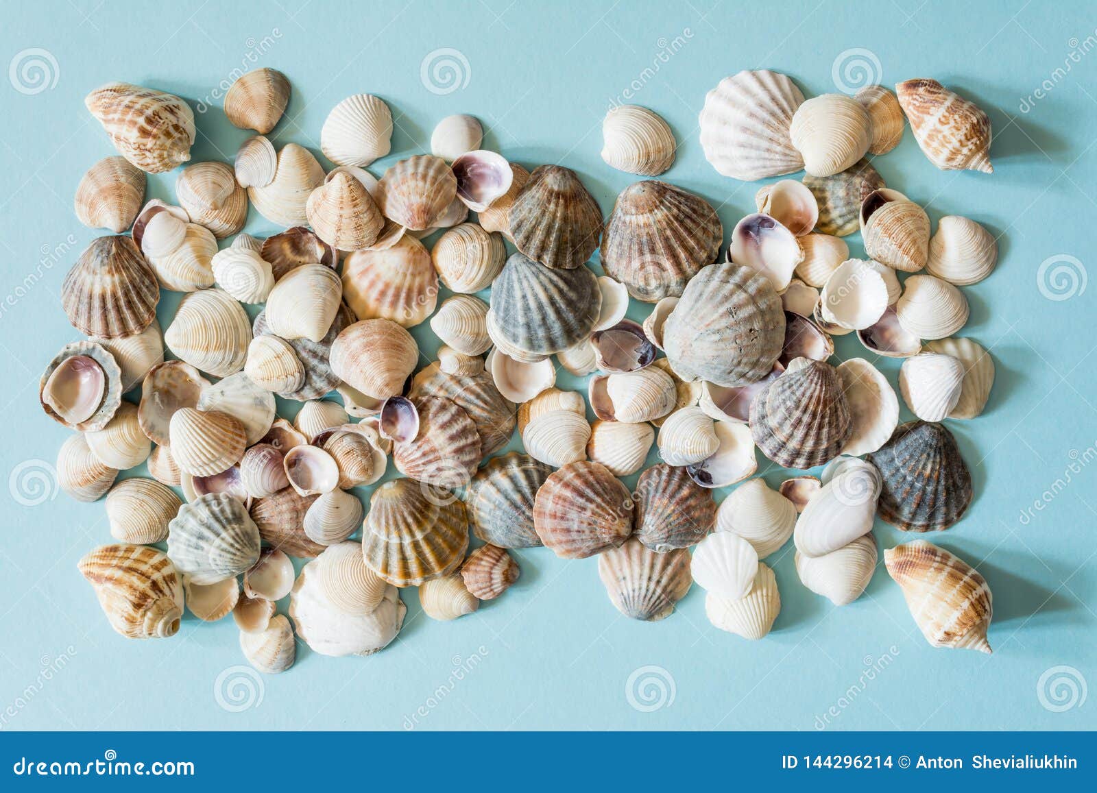 Beautiful Different Seashells on a Blue Background. Mollusk Seashell ...