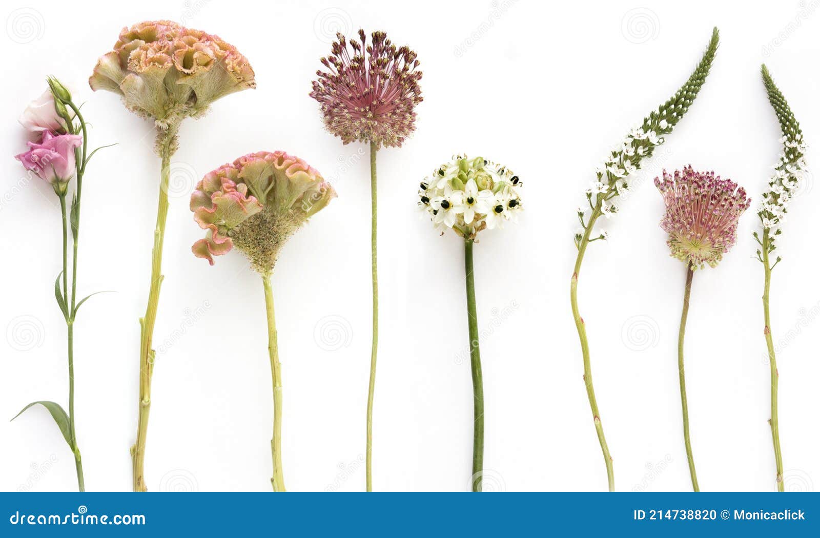 Beautiful Different Types of Single Flowers in Soft Colors Stock Photo ...