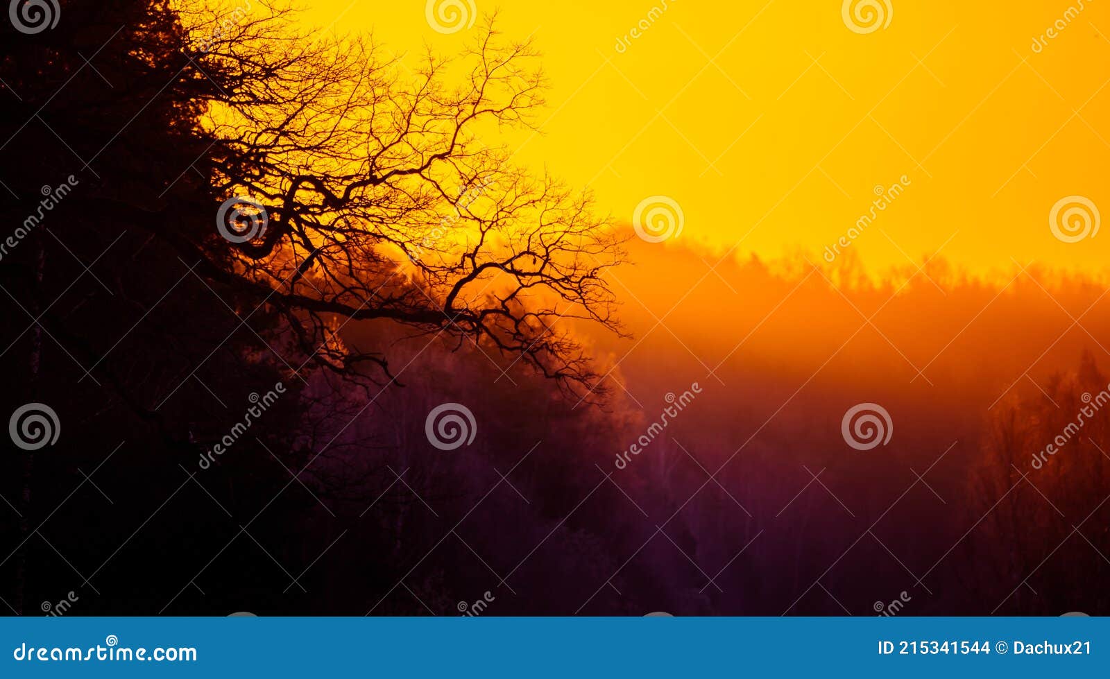 A Beautiful Diffused Light during the Spring Sunrise. Trees in Spring ...