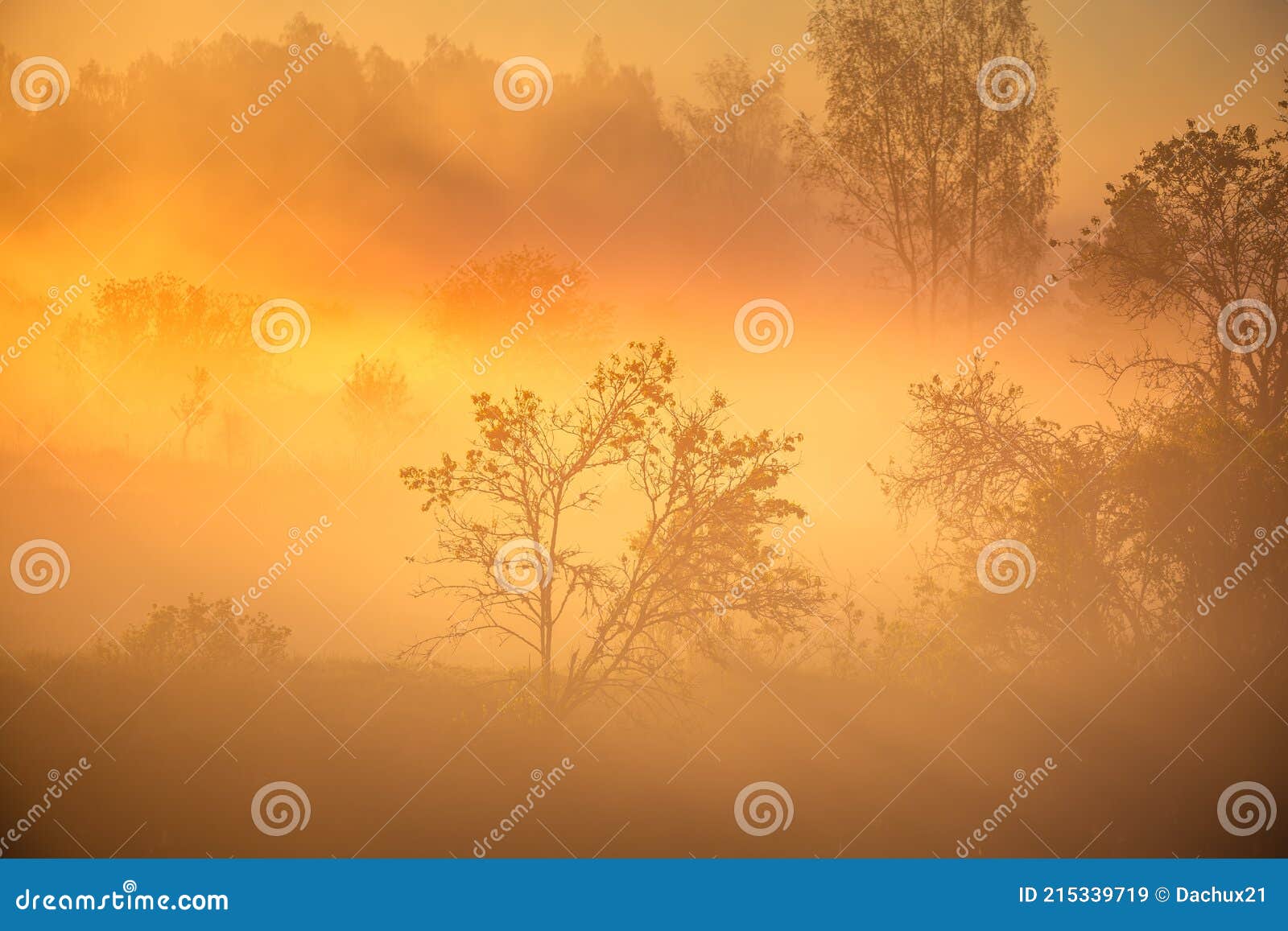 A Beautiful Diffused Light during the Spring Sunrise. Trees in Spring ...