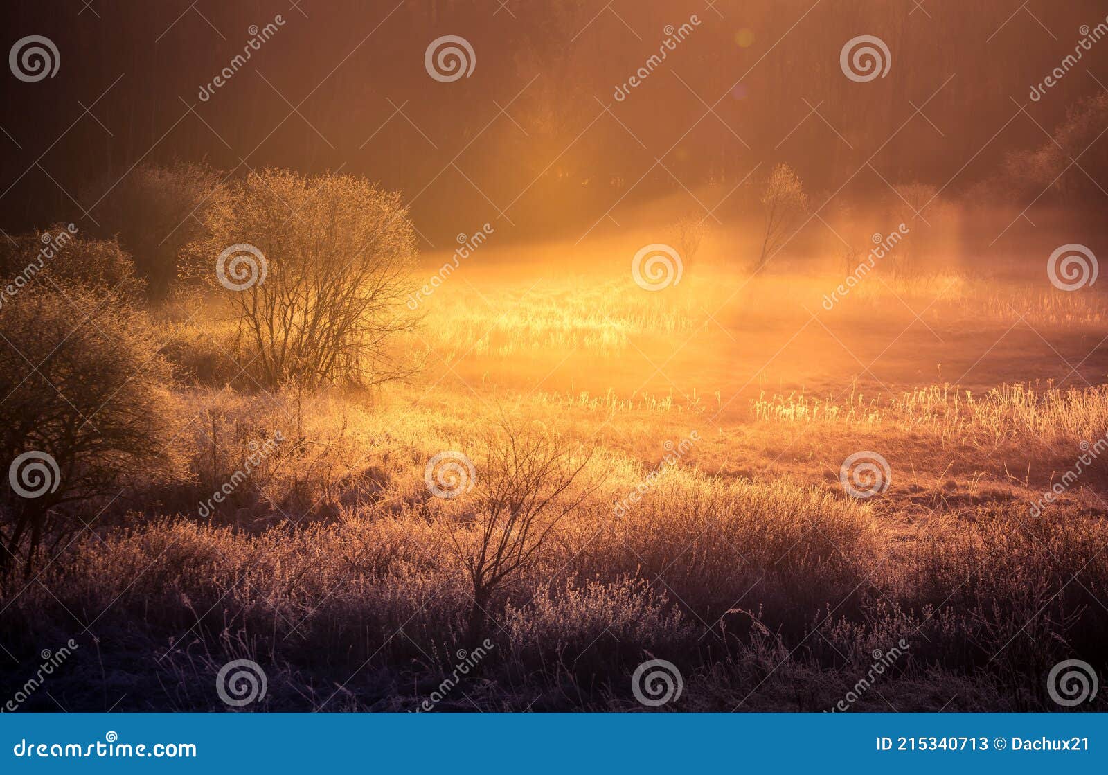 A Beautiful Diffused Light during the Spring Sunrise. Trees in Spring ...