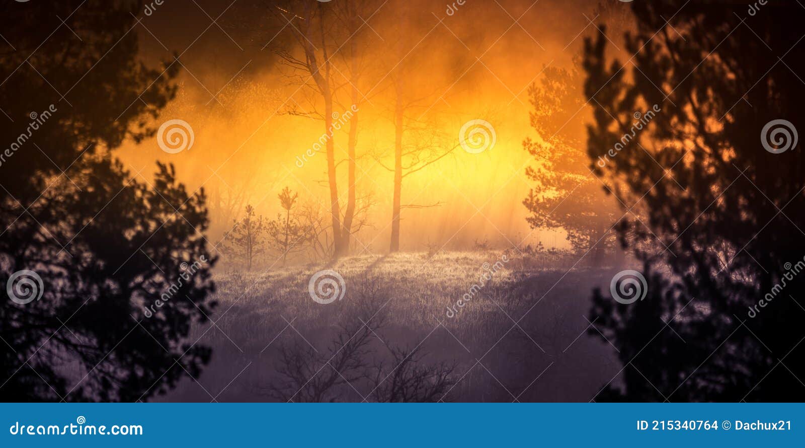 A Beautiful Diffused Light during the Spring Sunrise. Trees in Spring ...