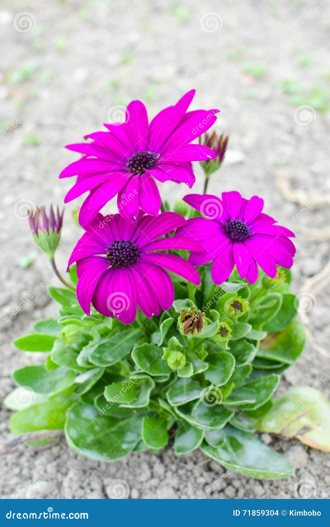 Beautiful Dimorphoteca Daisy Flower in Spring Stock Photo - Image of ...