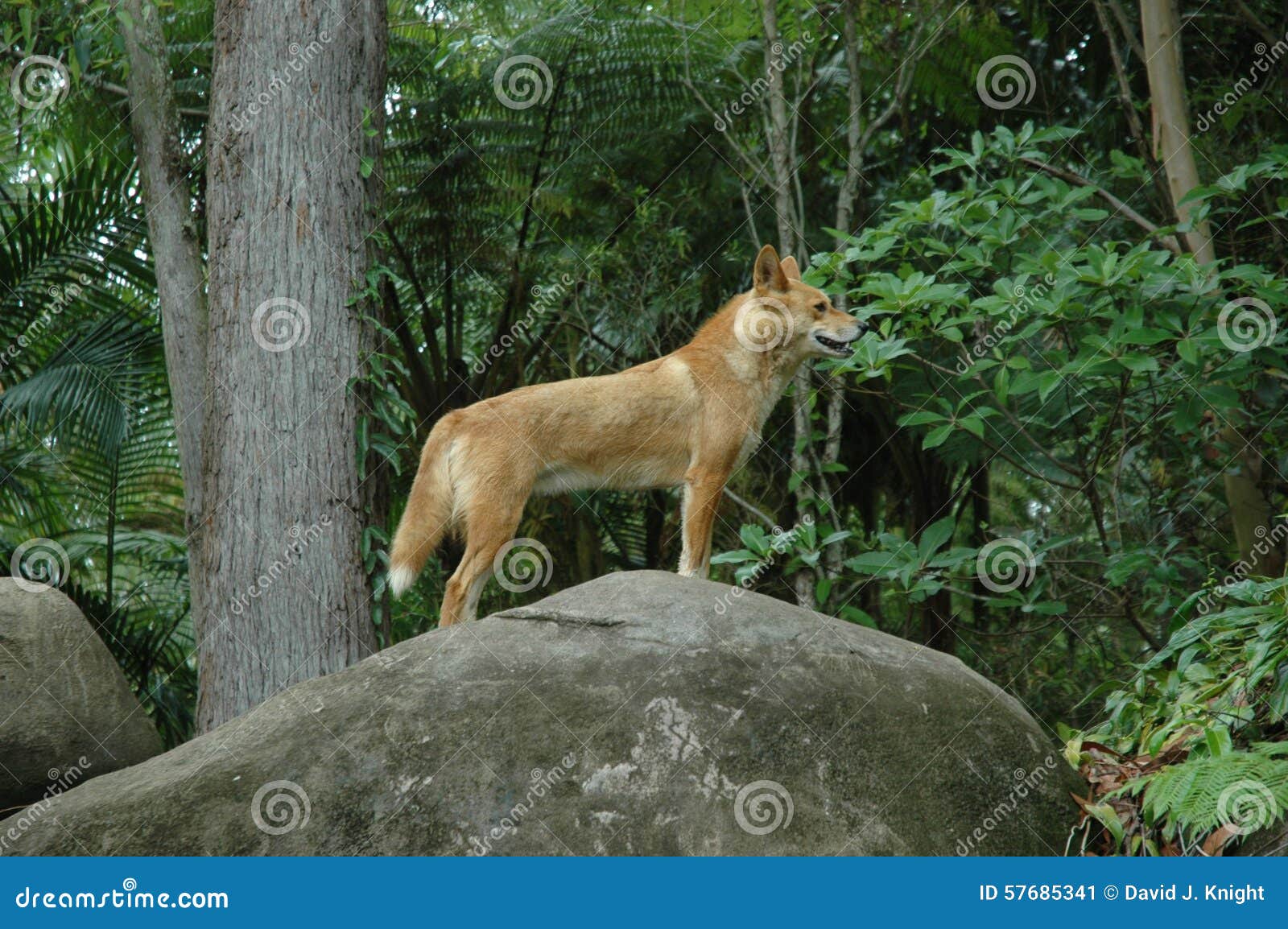 Beautiful Dingo stock image. Image of proud, elegant - 57685341
