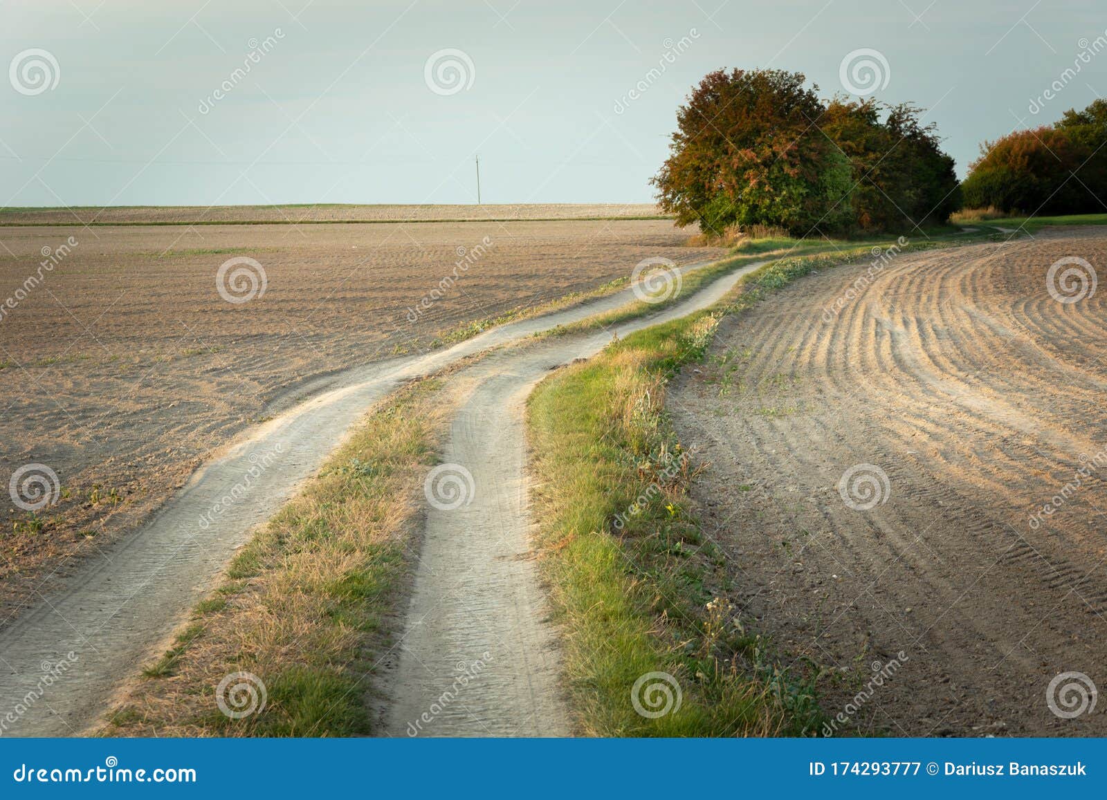 Beautiful Dirt Road With Tunnel Of Trees And Vanishing Point Royalty ...