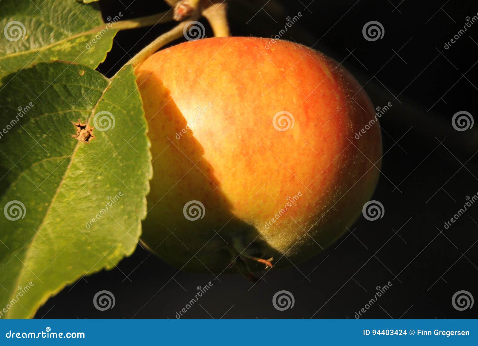 Beautiful Discovery Apple stock photo. Image of beautyfull - 94403424