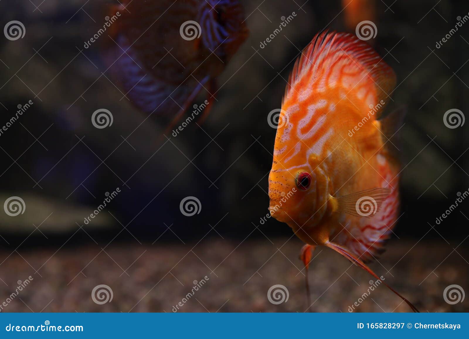 Beautiful Discus Fish in Aquarium Water Stock Image - Image of ...