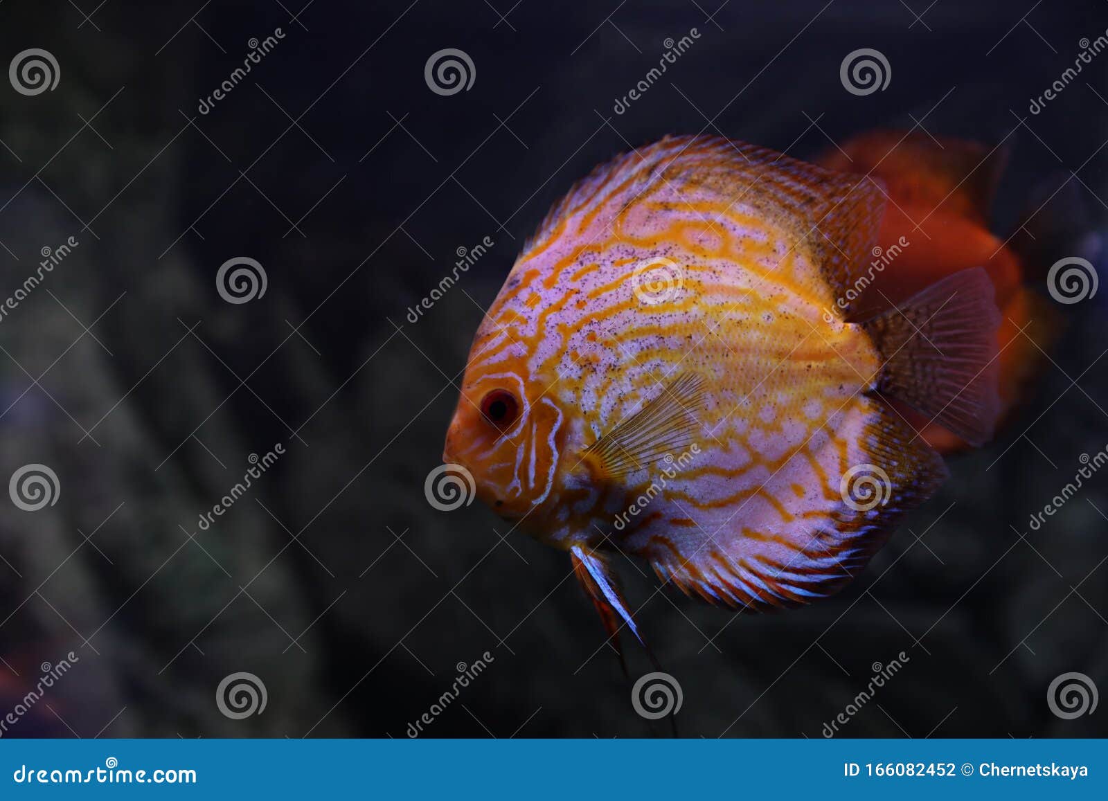 Beautiful Discus Fish in Aquarium Water Stock Photo - Image of aquatic ...
