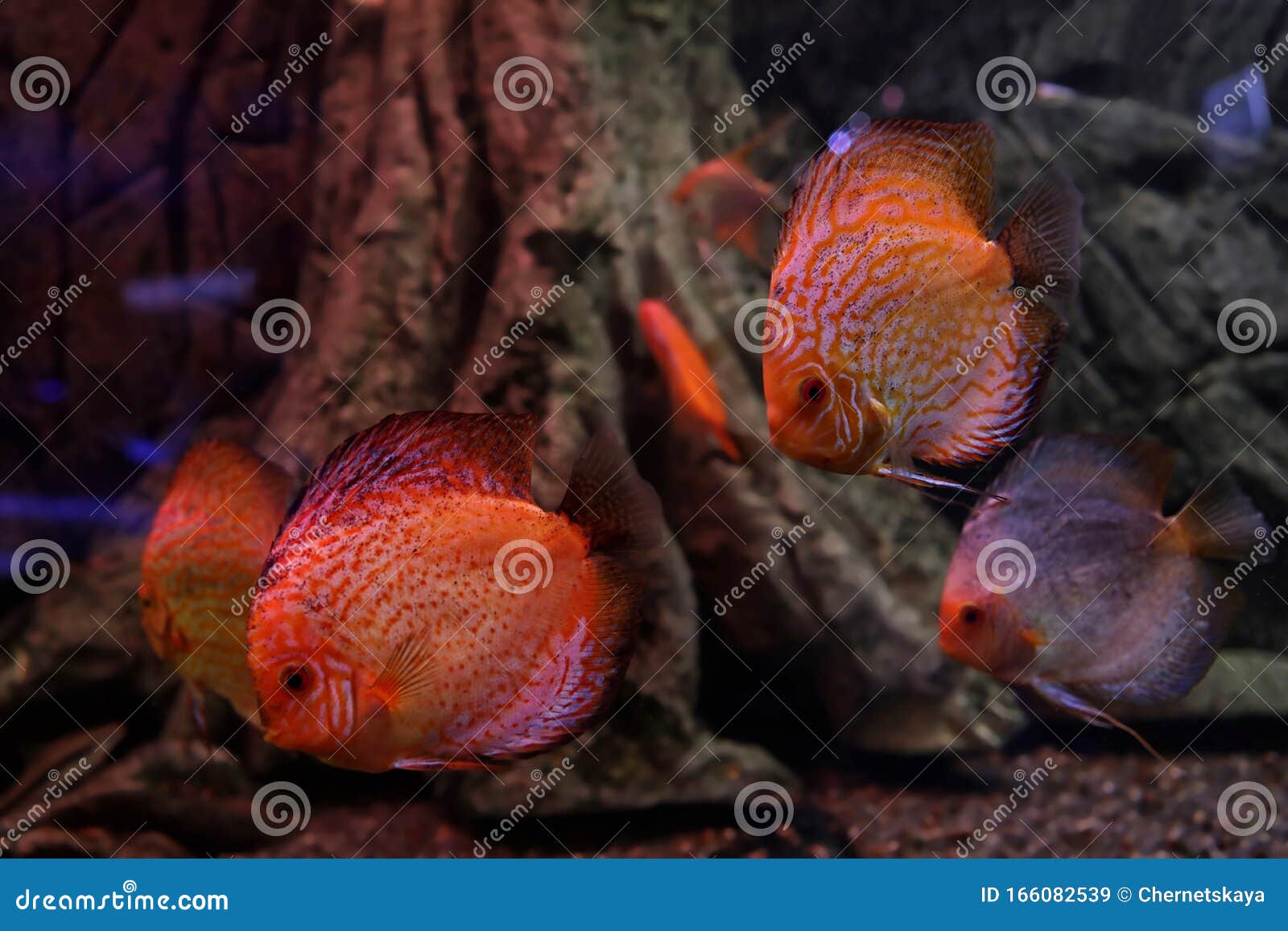 Beautiful Discus Fish in Clear Aquarium Water Stock Image - Image of ...