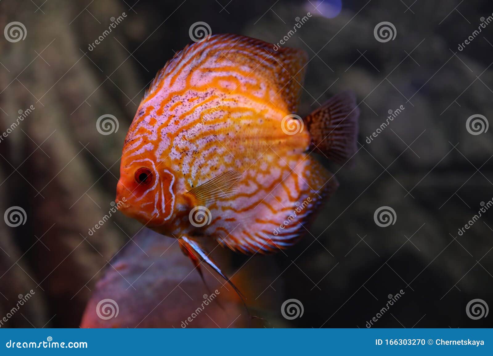 Beautiful Discus Fish in Aquarium Water Stock Photo - Image of fish ...