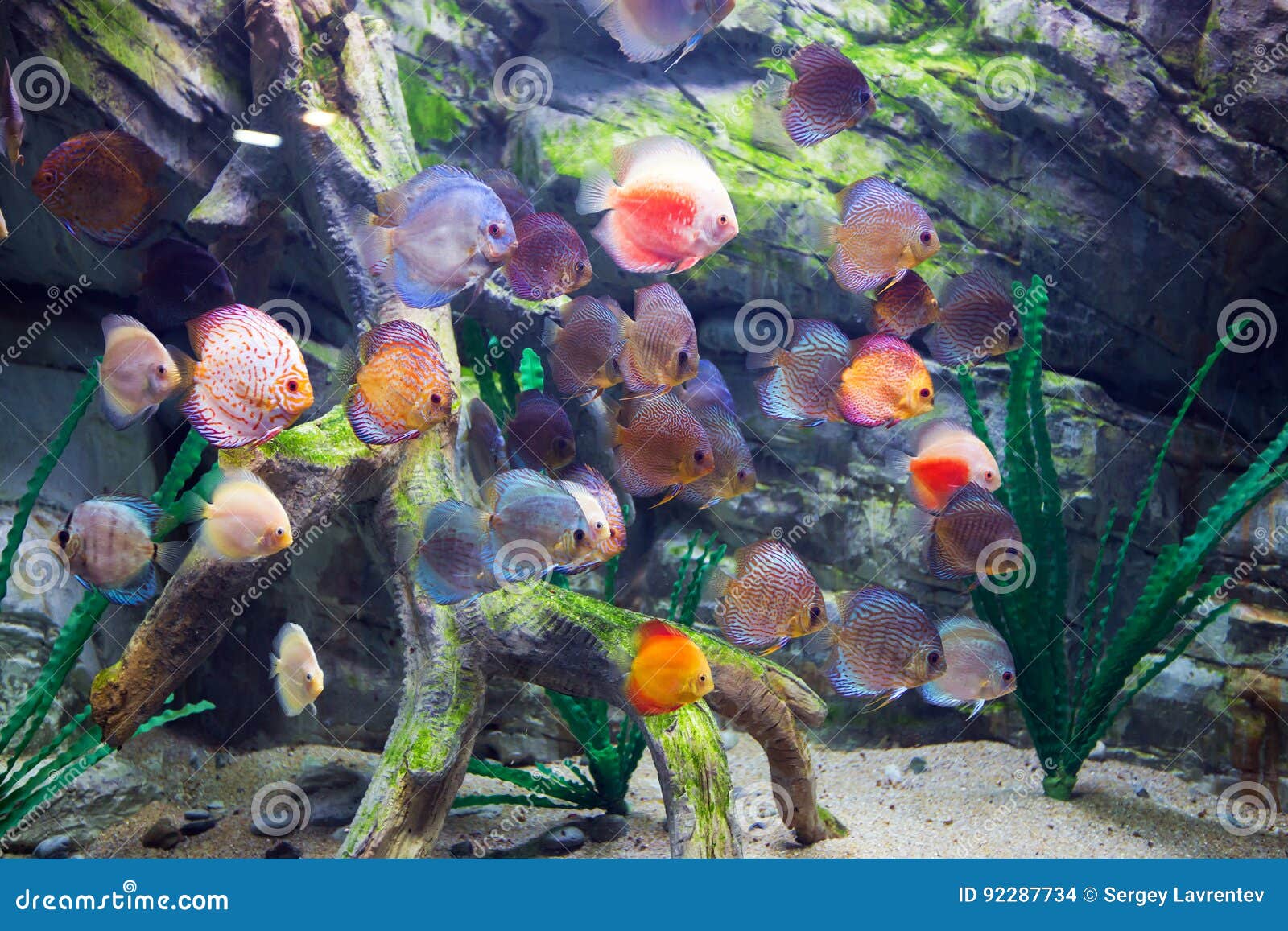 Beautiful Discus Fishes in Water Stock Photo - Image of aquarium, group ...