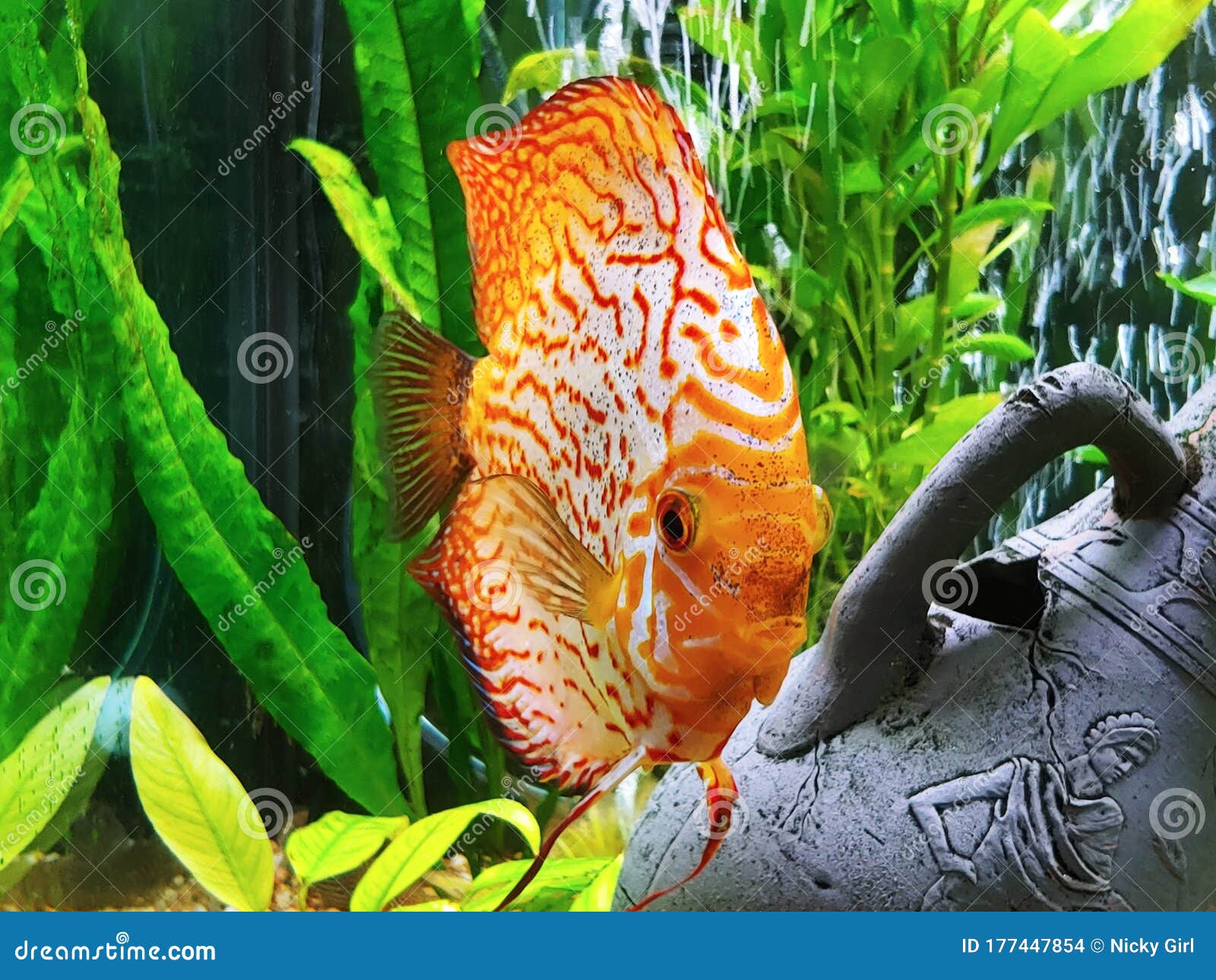 Beautiful Discus Freshwater Fish Stock Photo - Image of fishes, fish ...