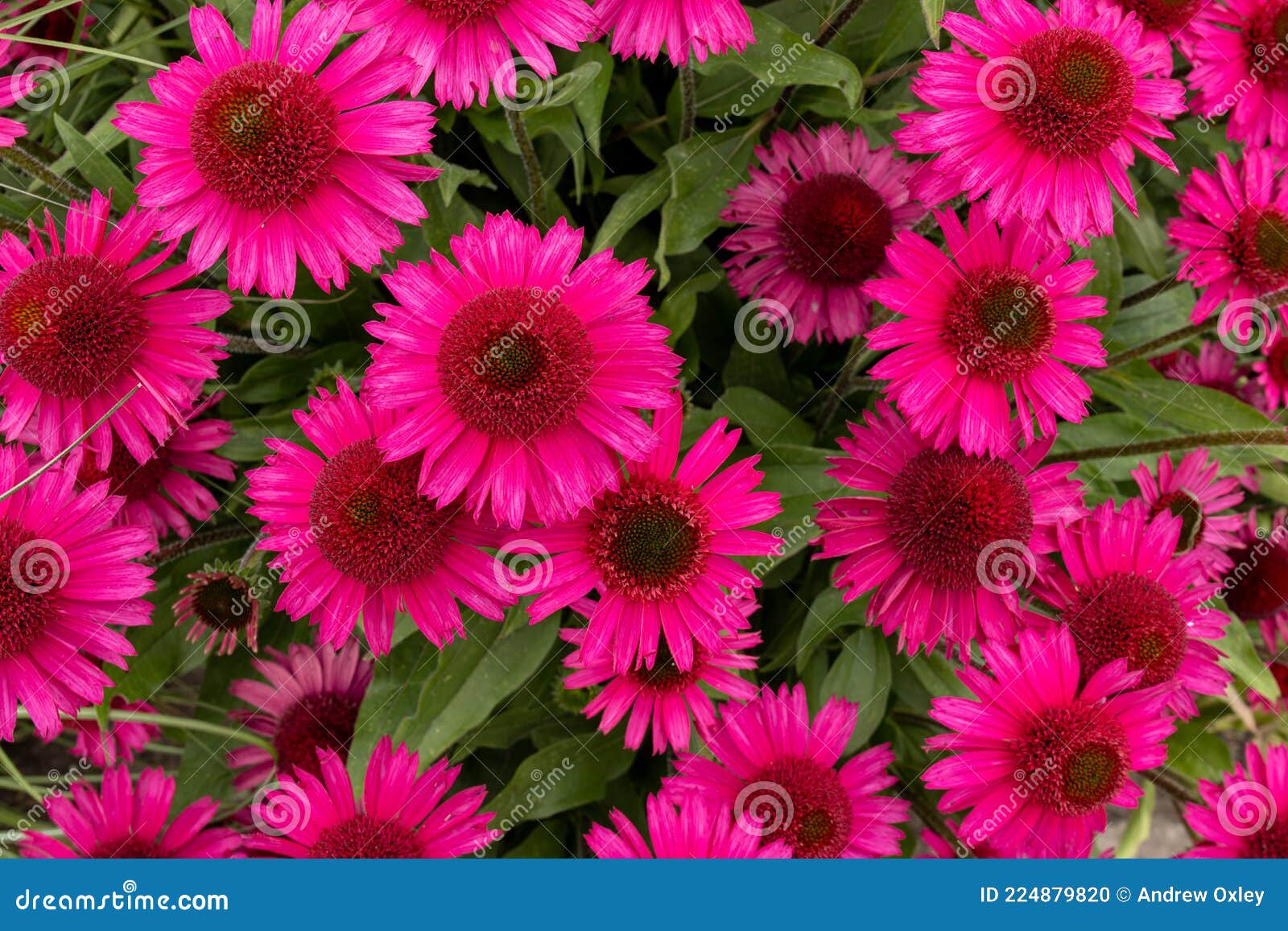 A Beautiful Display of Daisy Like Red Flowers Stock Photo - Image of ...