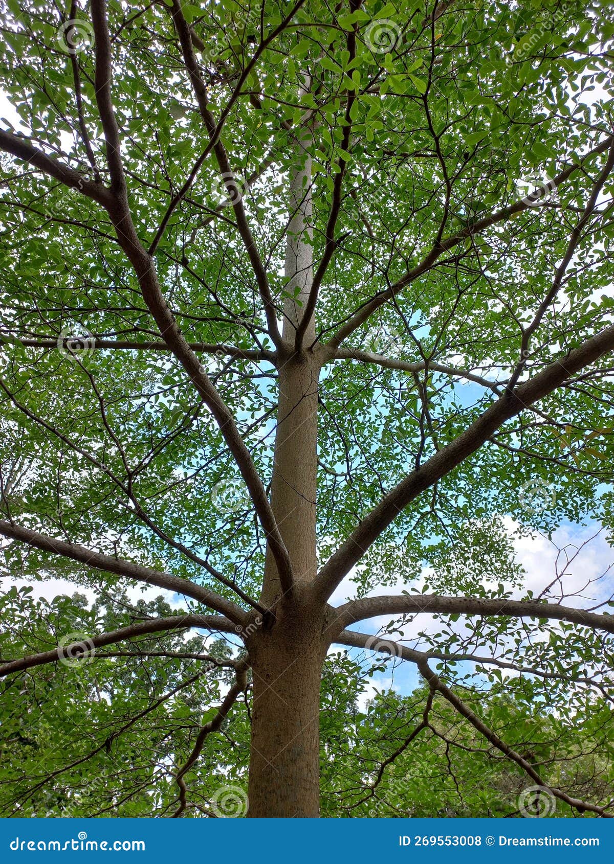 Beautiful Display of Tree Branches Stock Photo - Image of shrub, nature ...