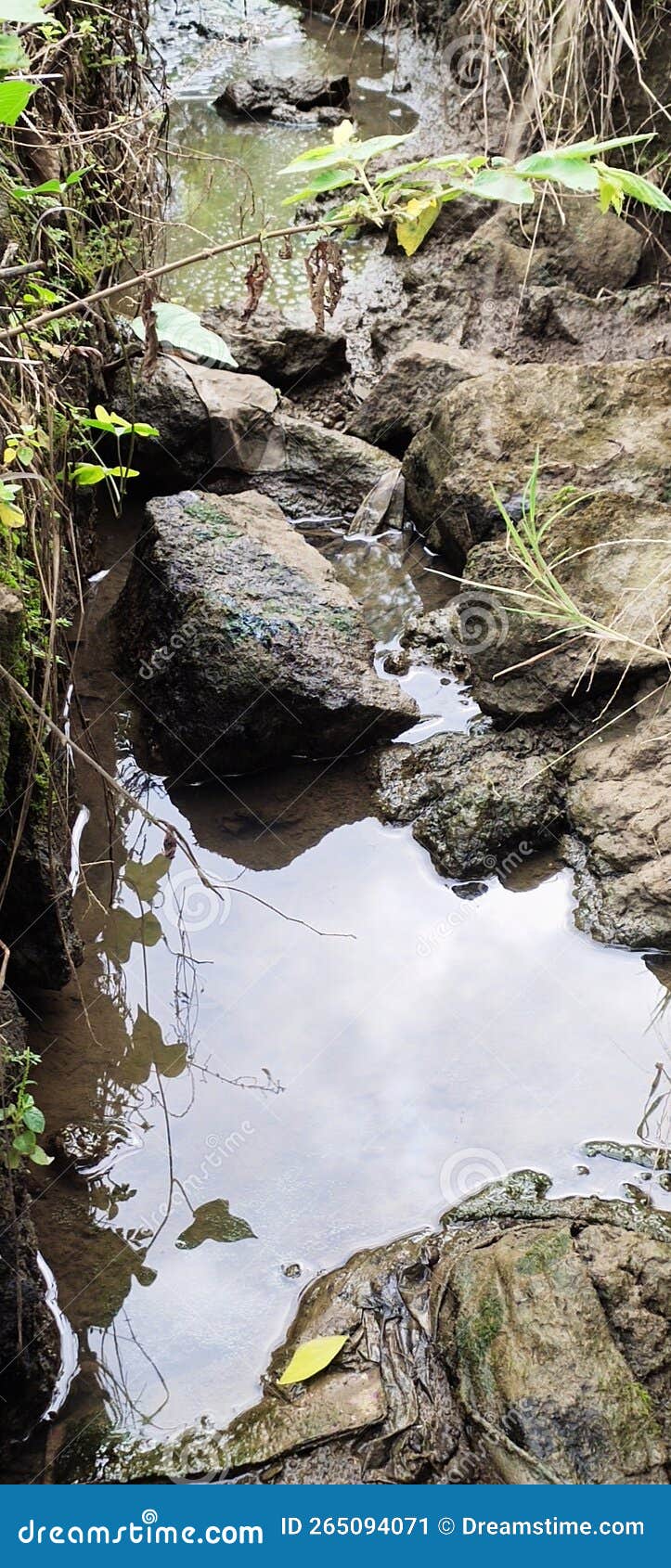 Beautiful Ditch Water during the Day Stock Image - Image of beautiful ...