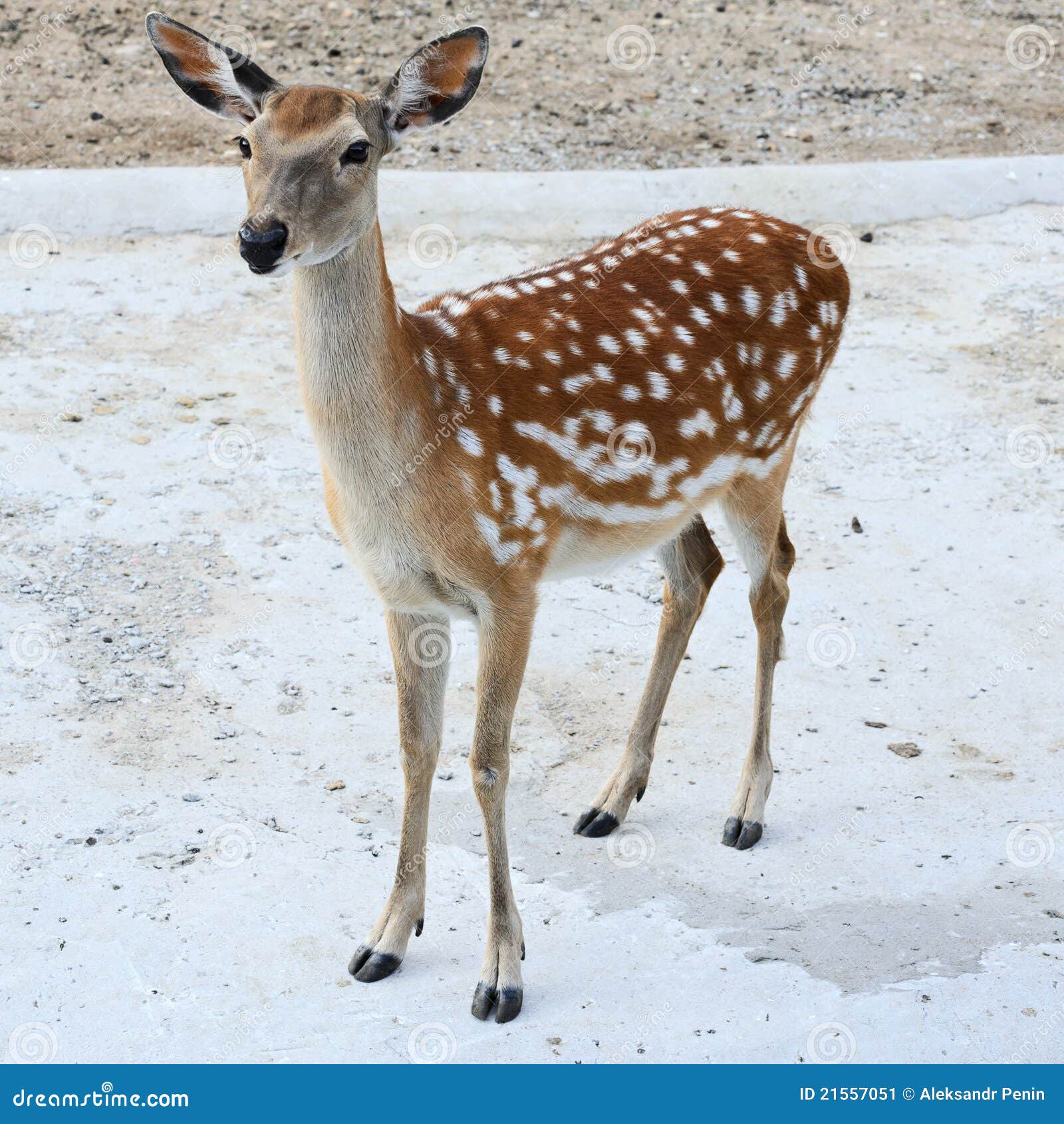 Beautiful doe stock image. Image of alert, giant, hunt - 21557051