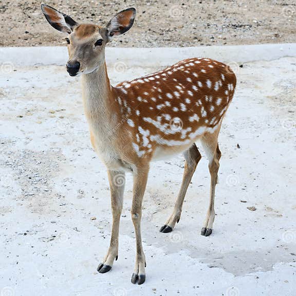 Beautiful doe stock image. Image of alert, giant, hunt - 21557051