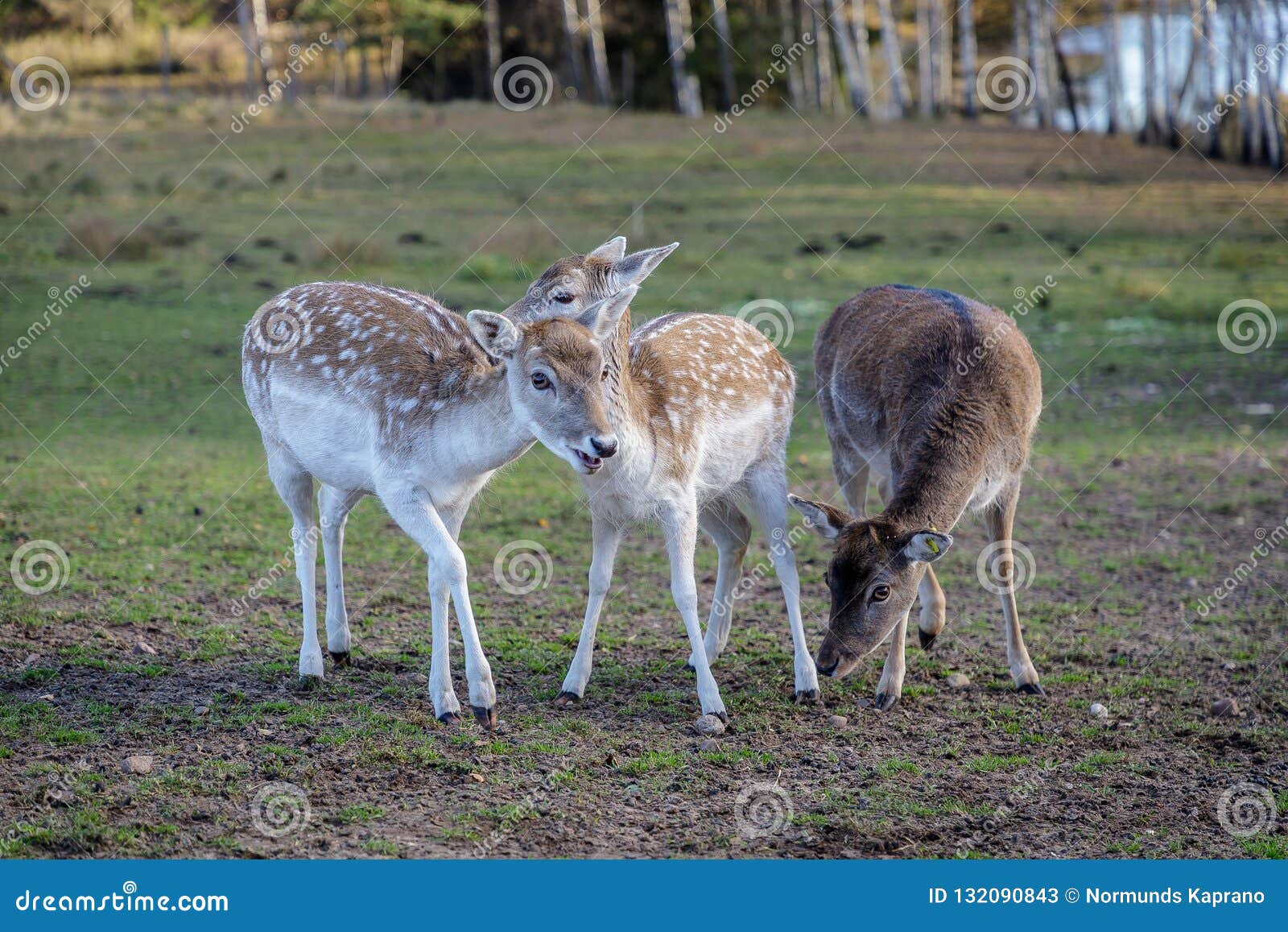 Beautiful doe stock image. Image of freedom, landscape - 132090843