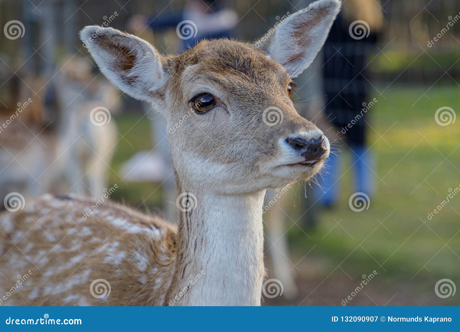 Beautiful doe stock image. Image of animals, europe - 132090907