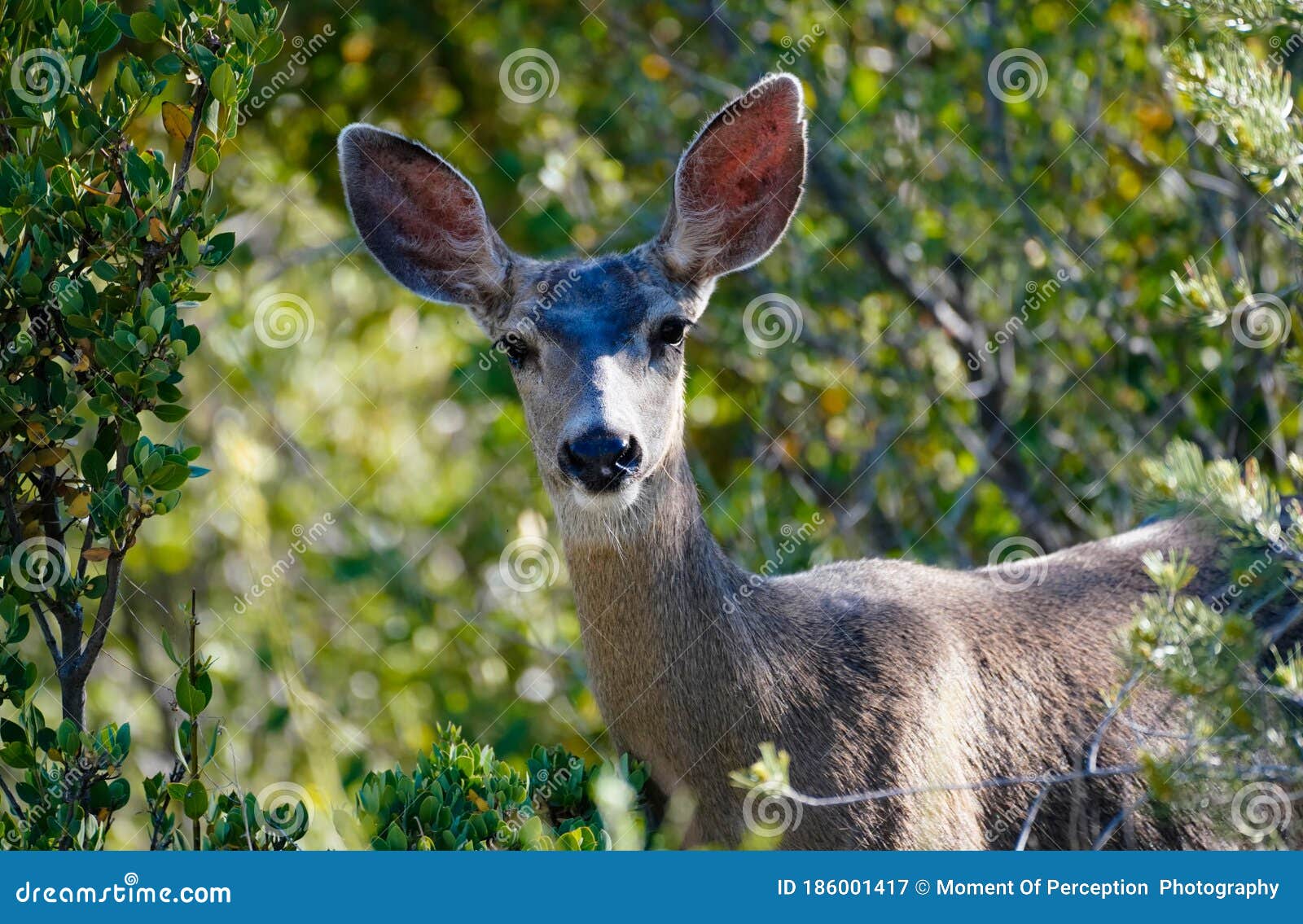 Beautiful Doe in a High Desert Forest Stock Image - Image of animal ...