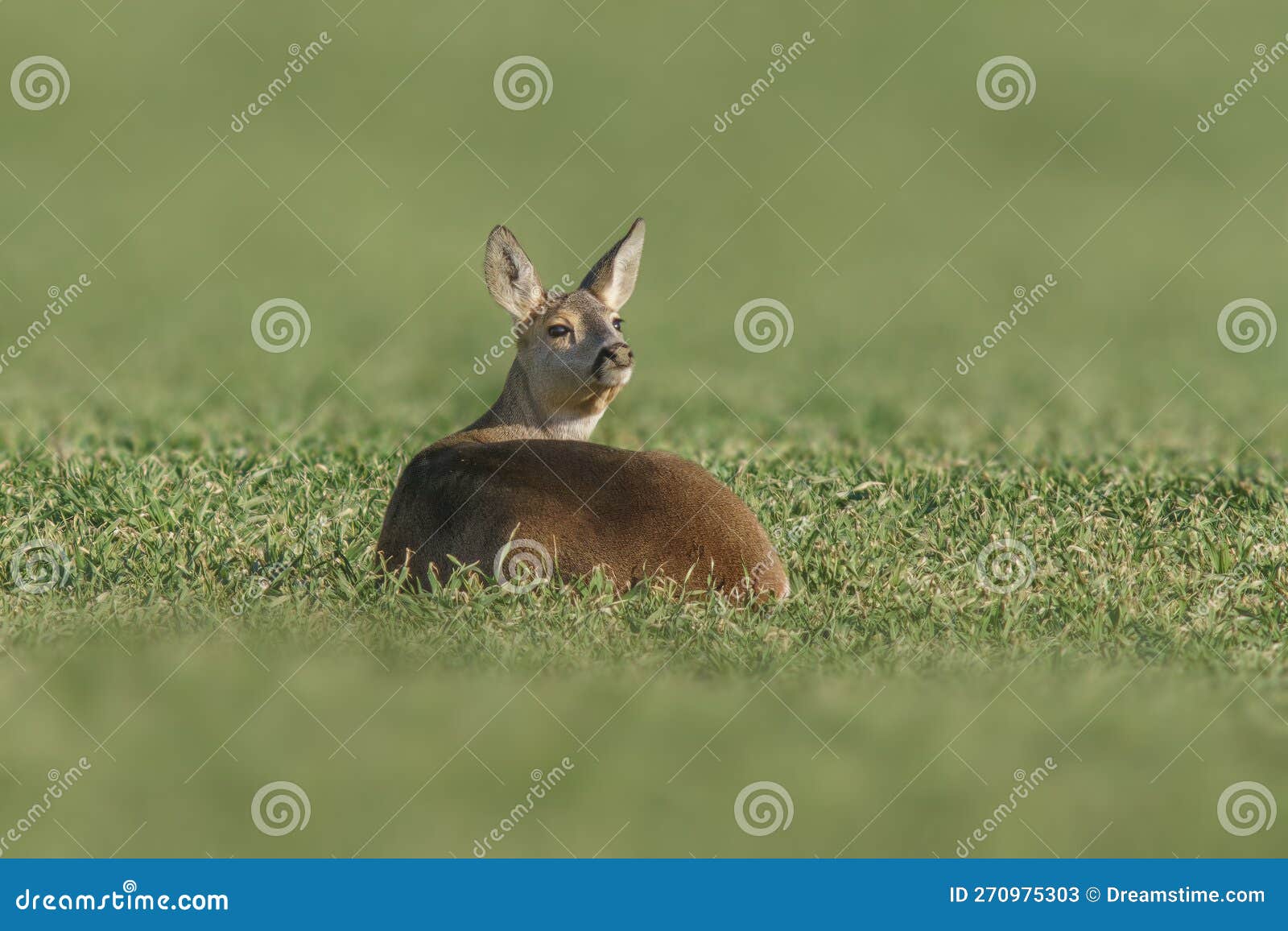 One Beautiful Doe Sits on a Green Field in Spring Stock Image - Image ...