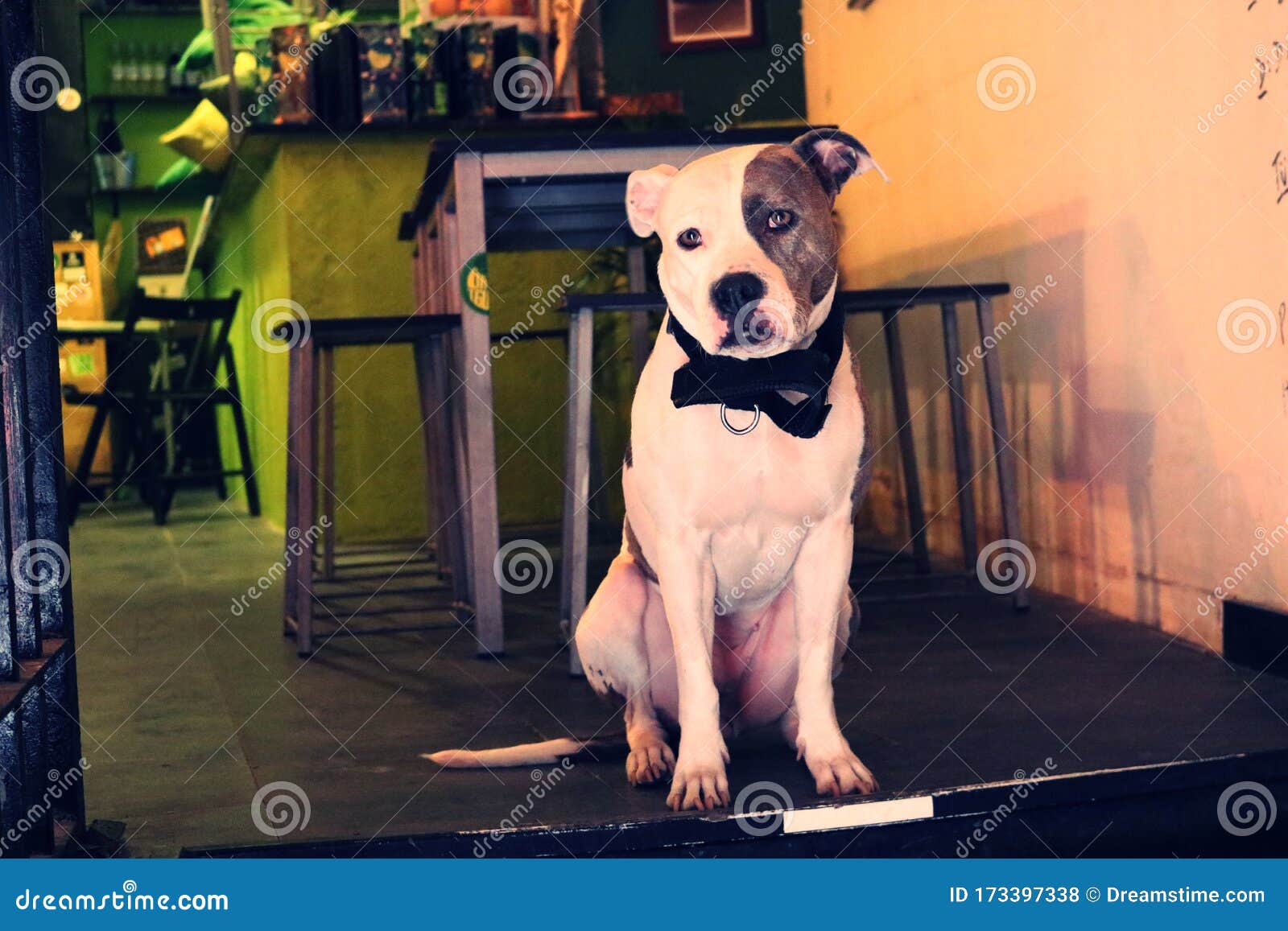 Beautiful dog at the bar stock photo. Image of chilling - 173397338