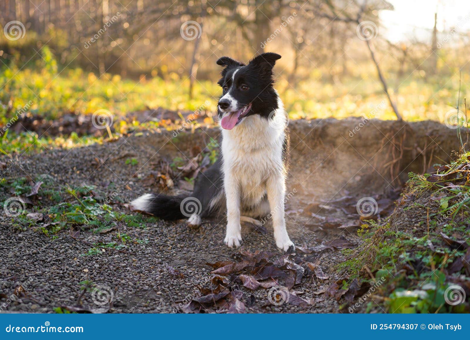 A Beautiful Dog Border Collie. Stock Image - Image of purebred, pretty: 254794307