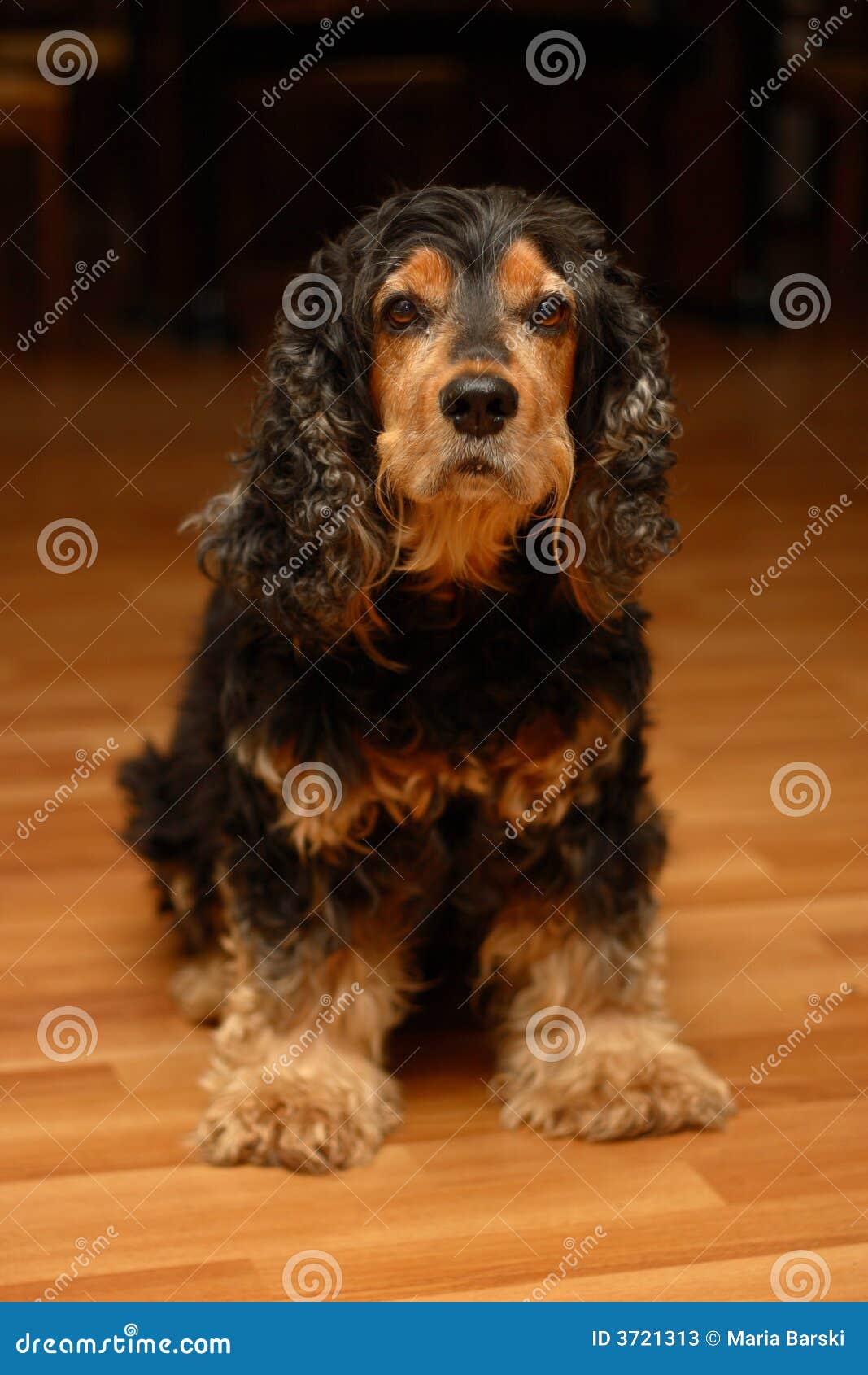 The Beautiful Dog - Cocker Spaniel Stock Image - Image of beautiful ...