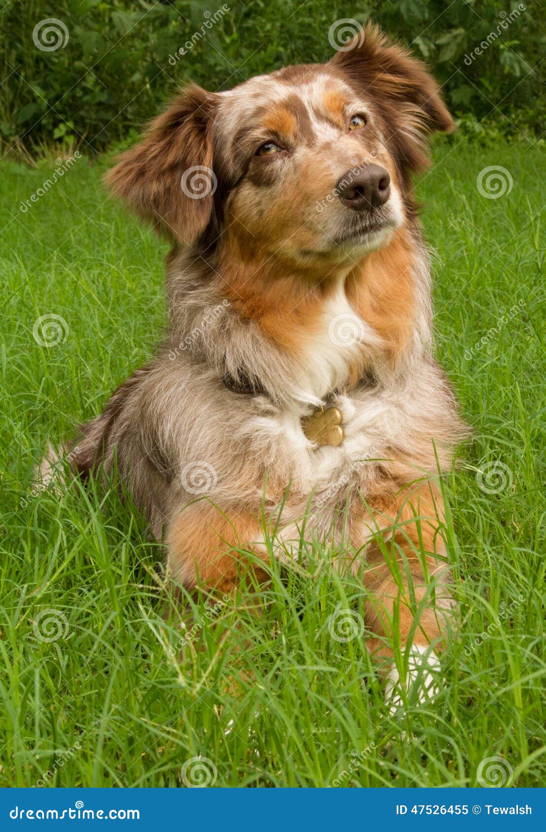 Beautiful Dog with Curious Expression Stock Image - Image of behavior ...