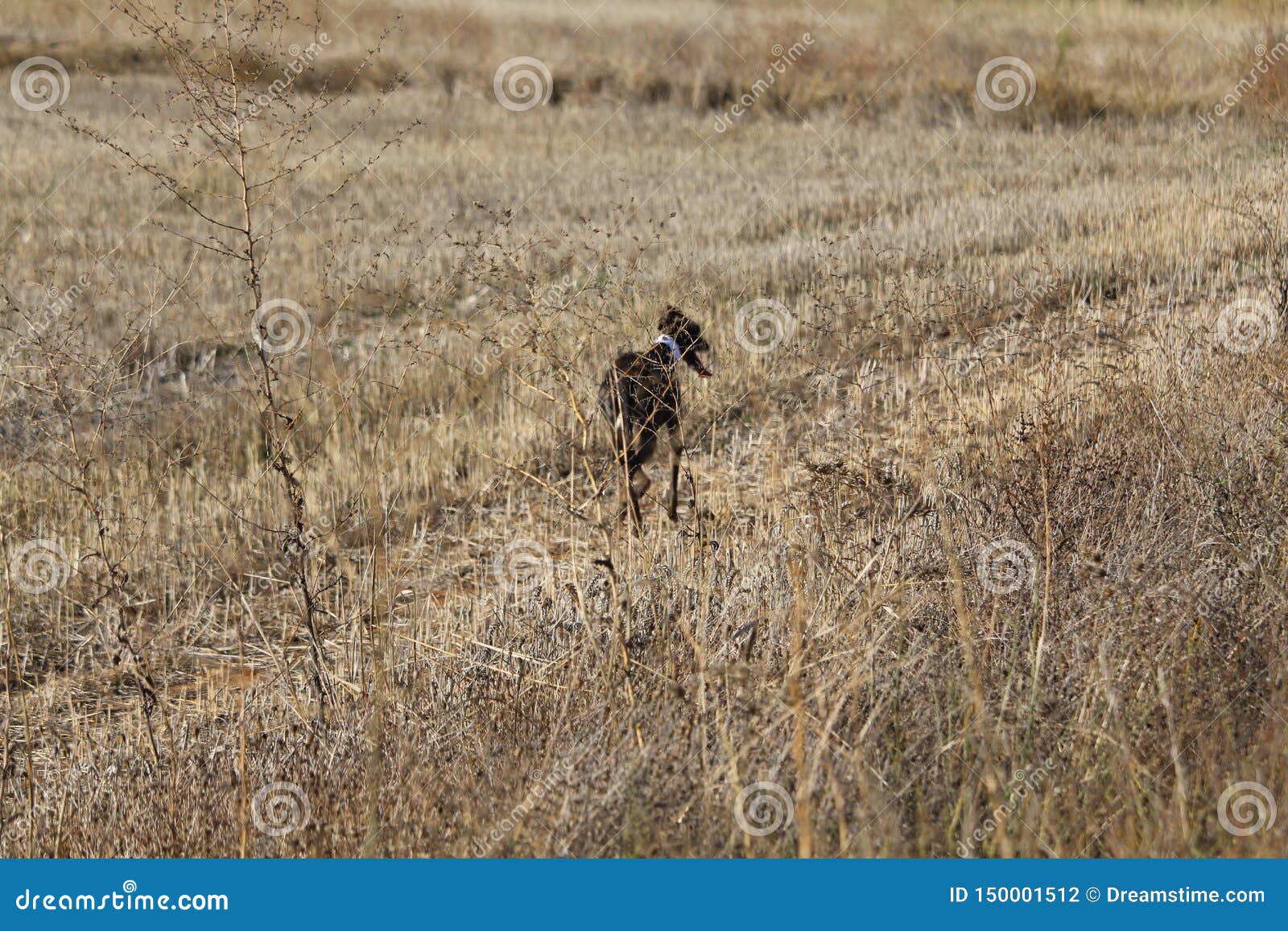 Beautiful Dog Debugging Spanish Race that Used To Hunt Hares Stock ...