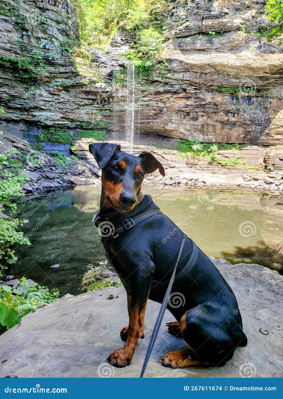 Beautiful Dog in Front of Waterfall Stock Photo - Image of beautiful ...