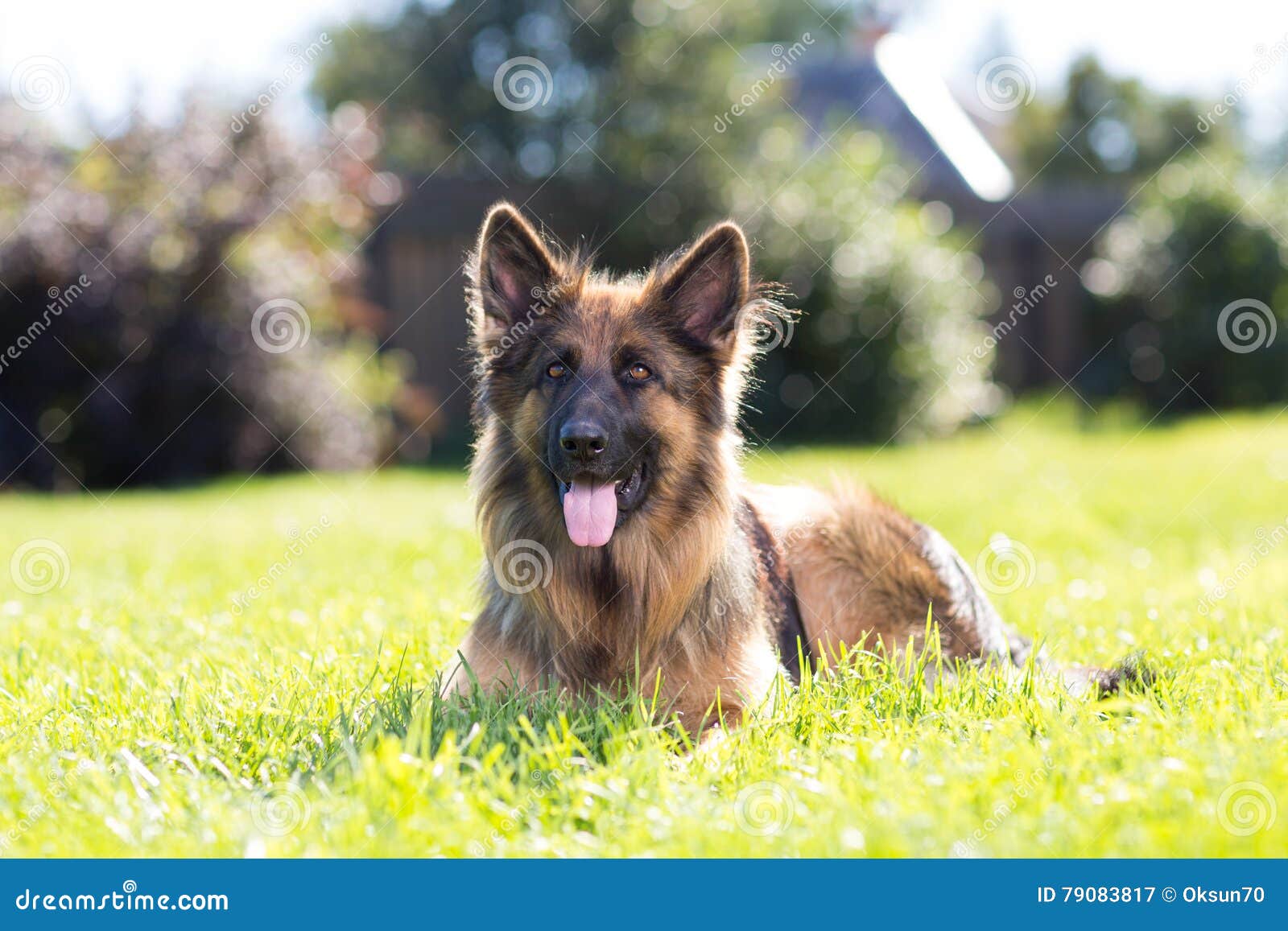 Beautiful Dog German Shepard Outdoors on a Field Stock Image - Image of ...