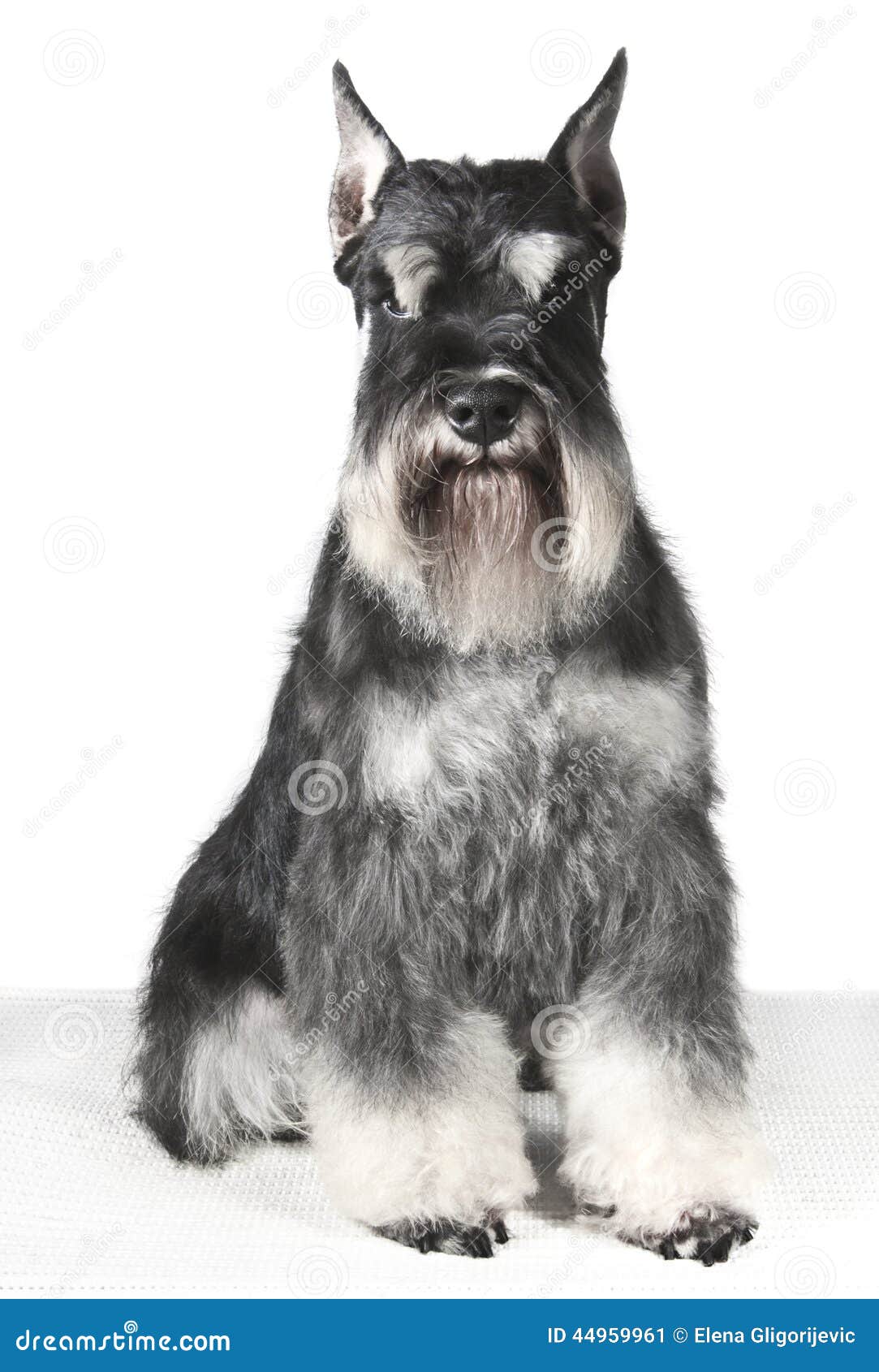 Beautiful Dog Miniature Schnauzer Stock Image - Image of head, animals ...