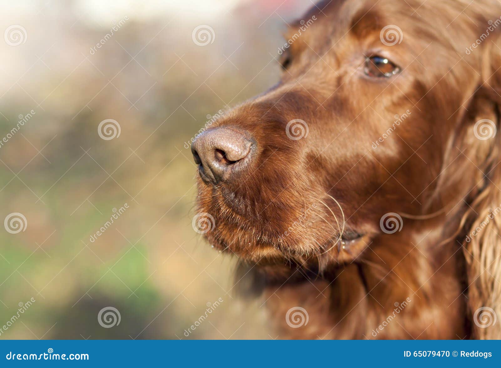Beautiful dog nose stock photo. Image of nose, head, muzzle - 65079470