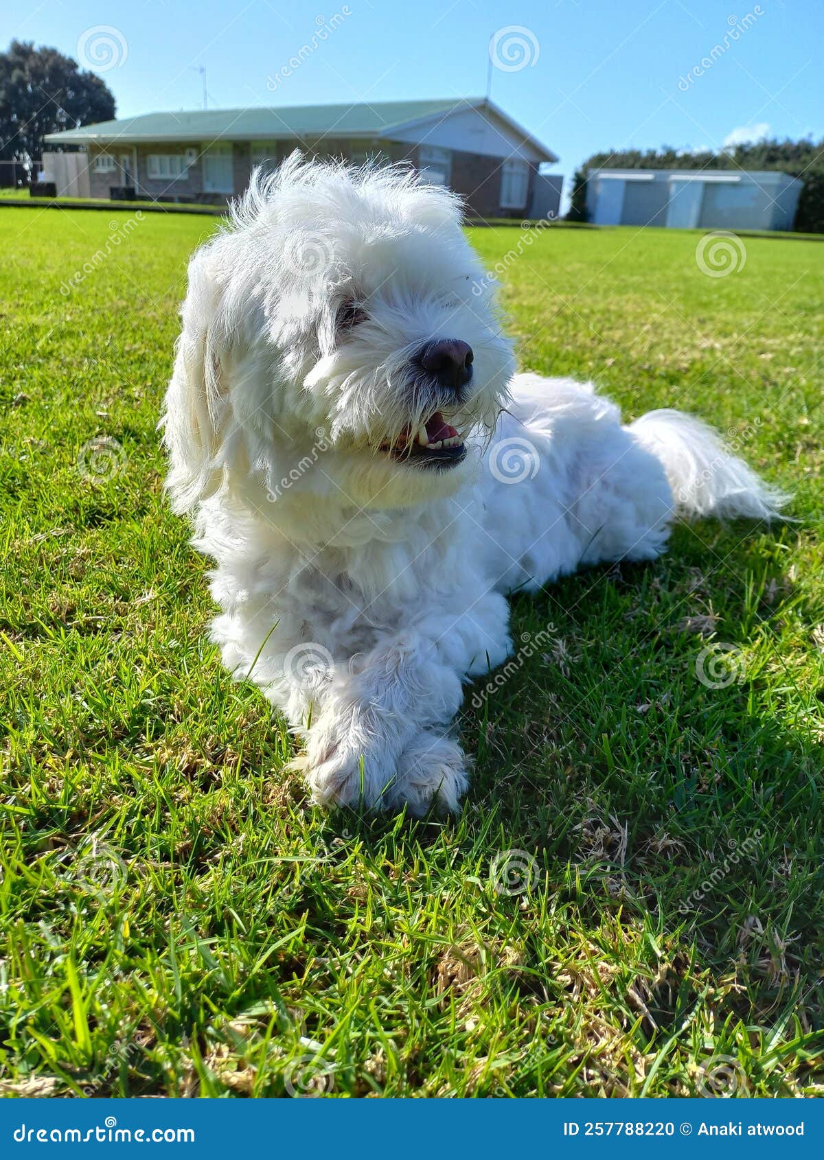 Beautiful Dog with Paws Crossed Stock Photo - Image of beautiful ...