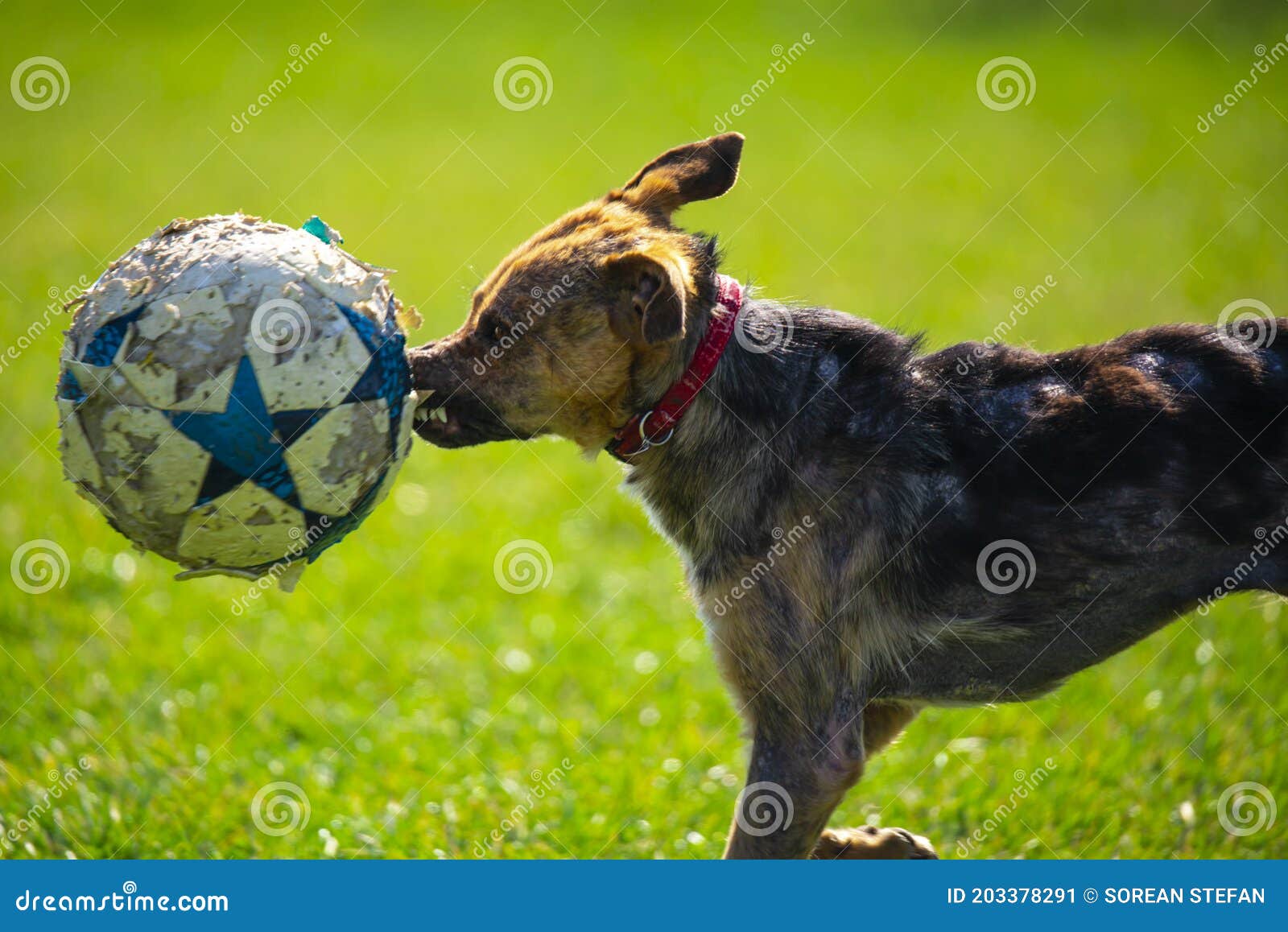 Cute Dog Play in the Garden Stock Image - Image of play, decorative ...