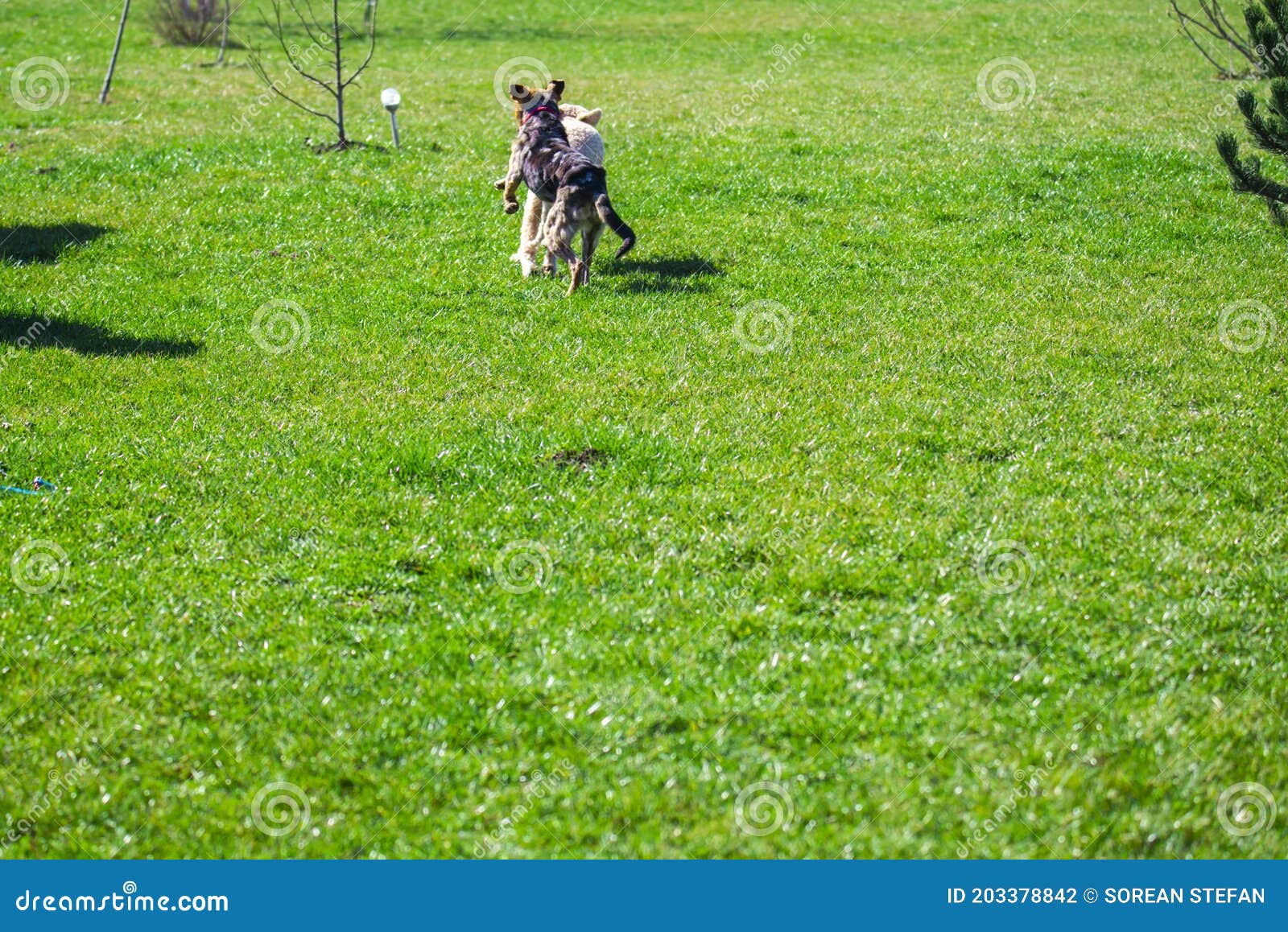 Cute Dog Play in the Garden Stock Photo - Image of cute, floral: 203378842