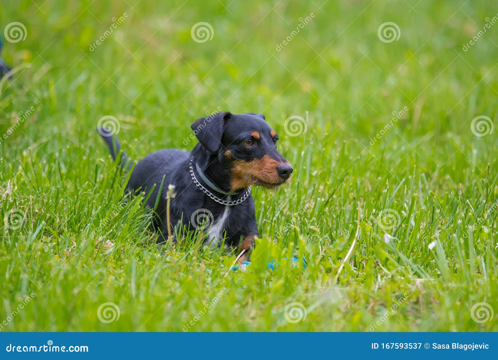 Dog in the grass stock image. Image of play, domestic - 167593537