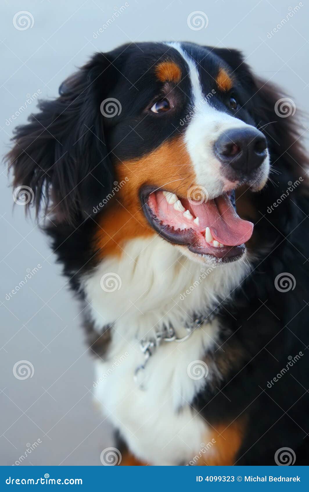 Beautiful dog portrait stock image. Image of walk, isolated - 4099323
