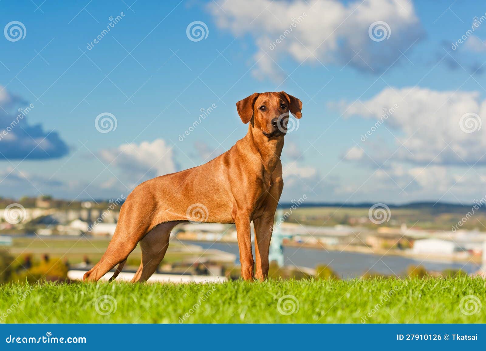 Beautiful Dog Rhodesian Ridgeback Stock Photo - Image of color ...