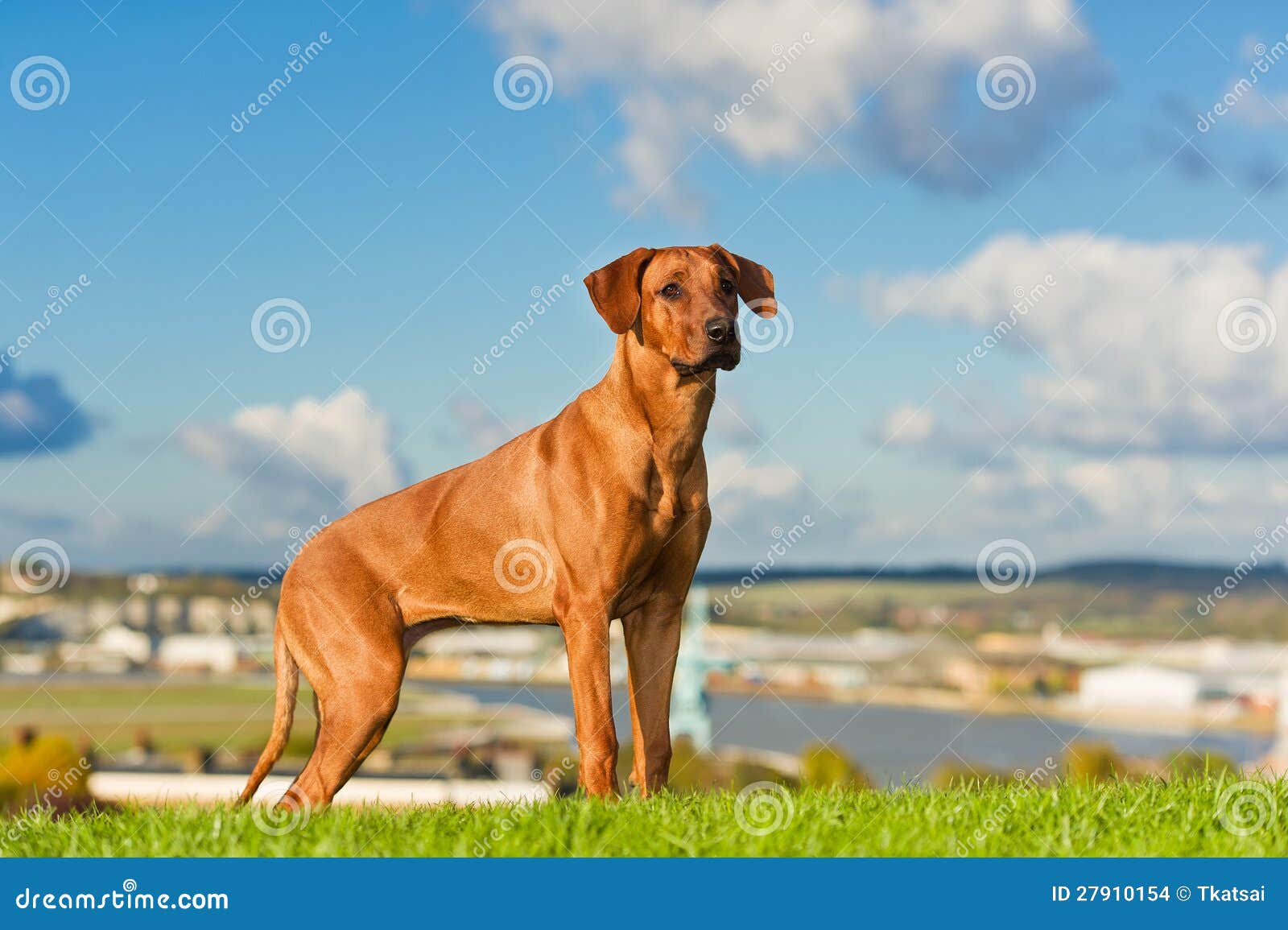 Beautiful Dog Rhodesian Ridgeback Stock Photo - Image of young ...