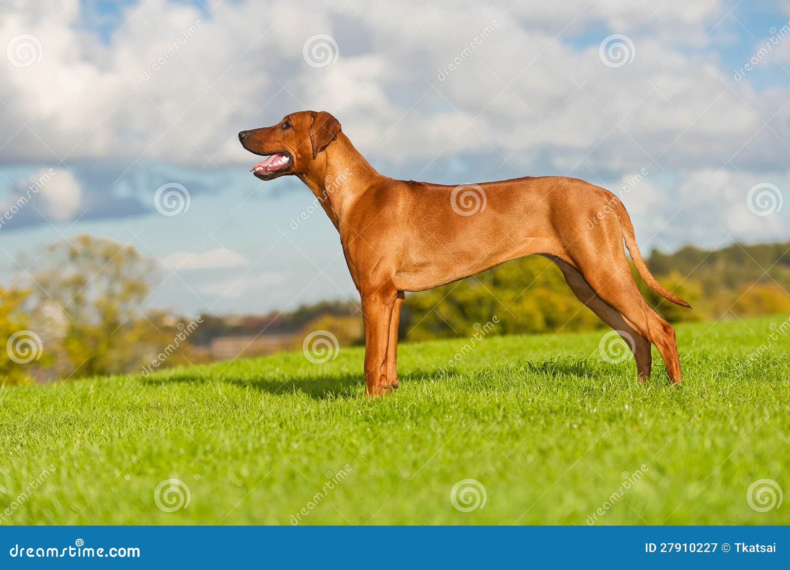 Beautiful Dog Rhodesian Ridgeback Stock Image - Image of canine, meadow ...