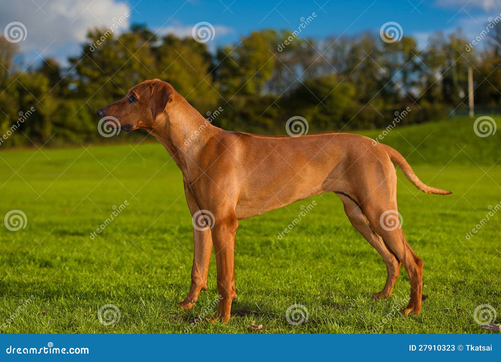 Beautiful Dog Rhodesian Ridgeback Stock Image - Image of horizontal ...